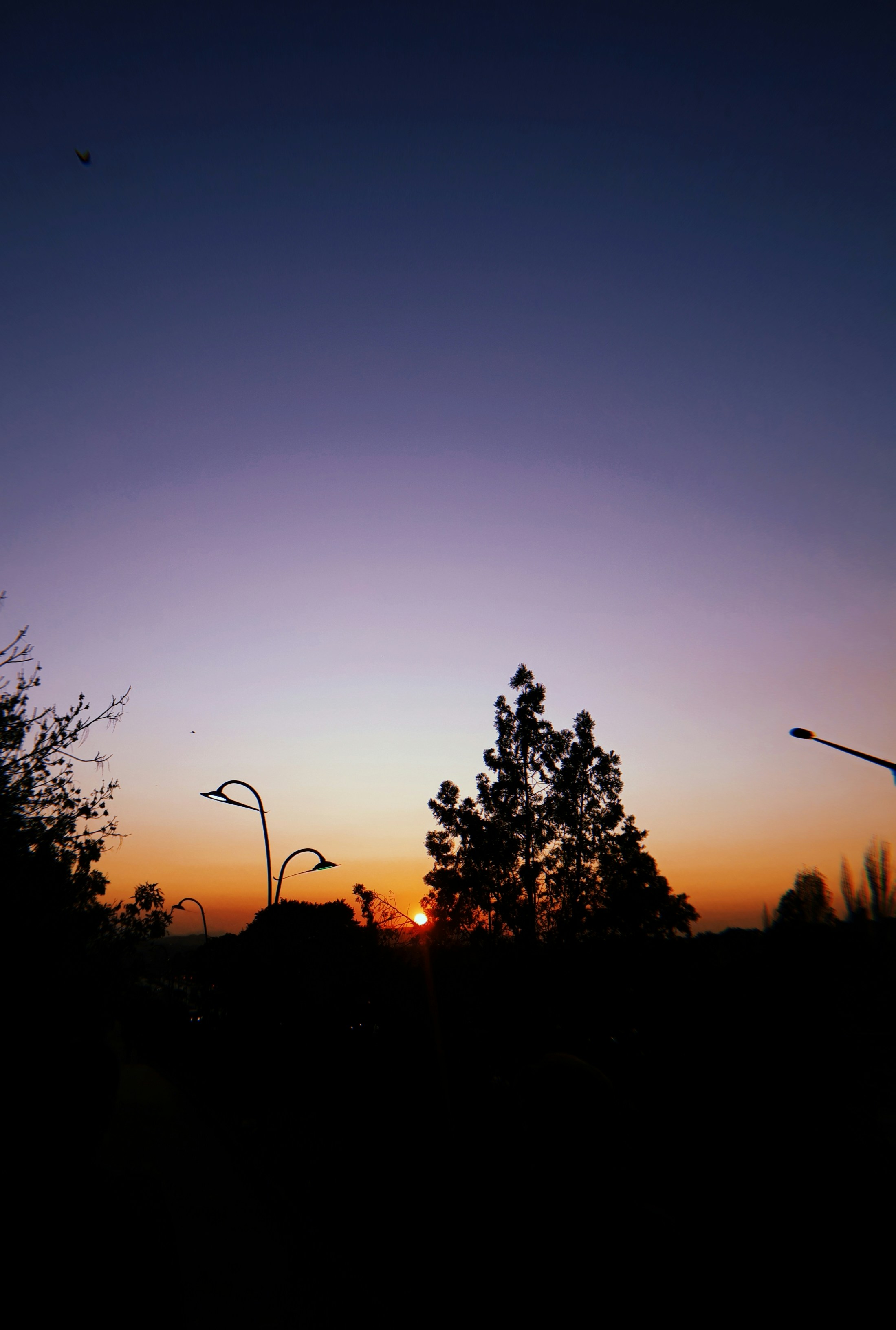 Silhouetted trees frame a vibrant sunset, with streetlights casting gentle shadows against a gradient sky. 