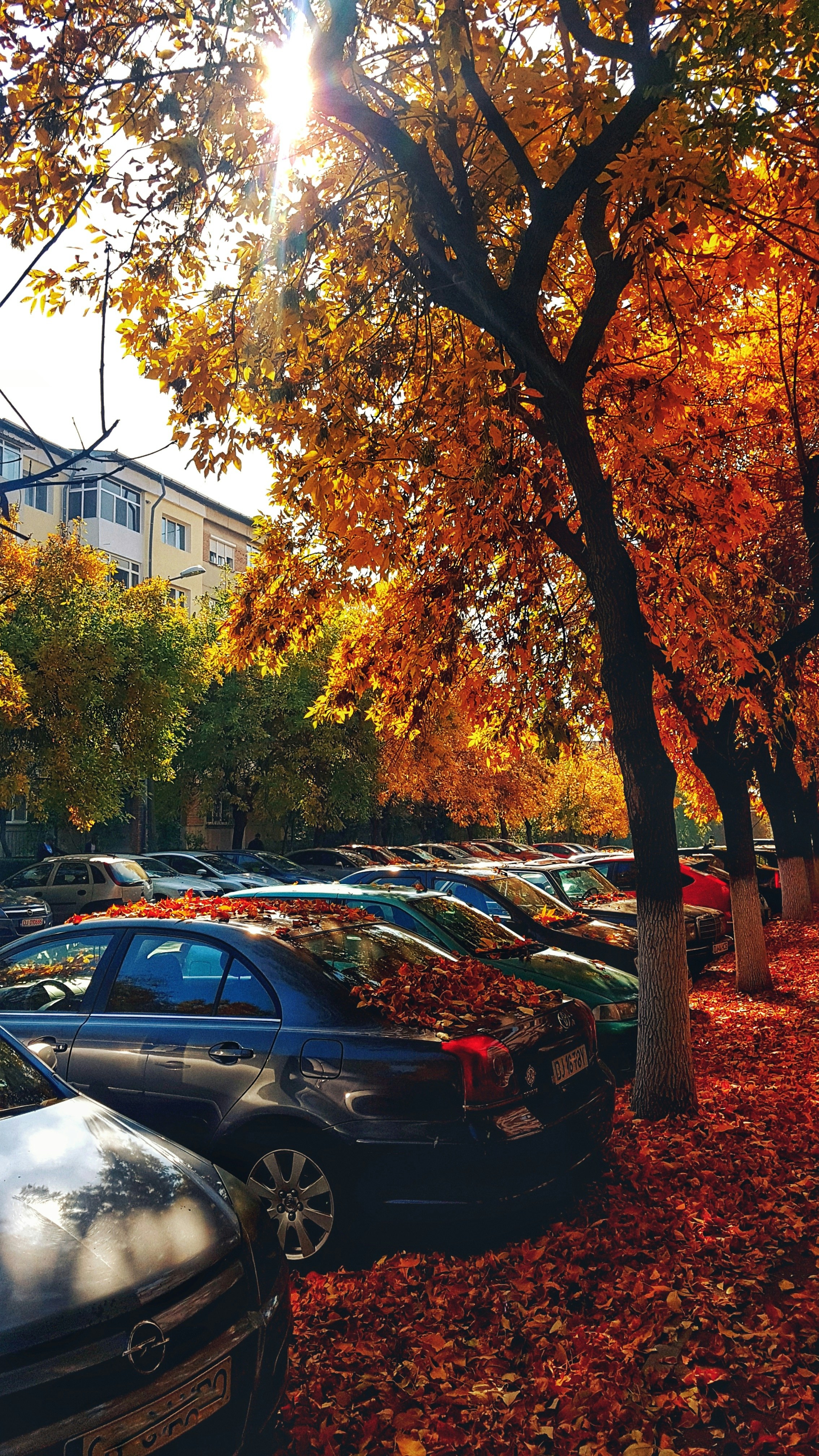 Autumn Fire Under a Sunlit Canopy Above a Row of Parked Cars