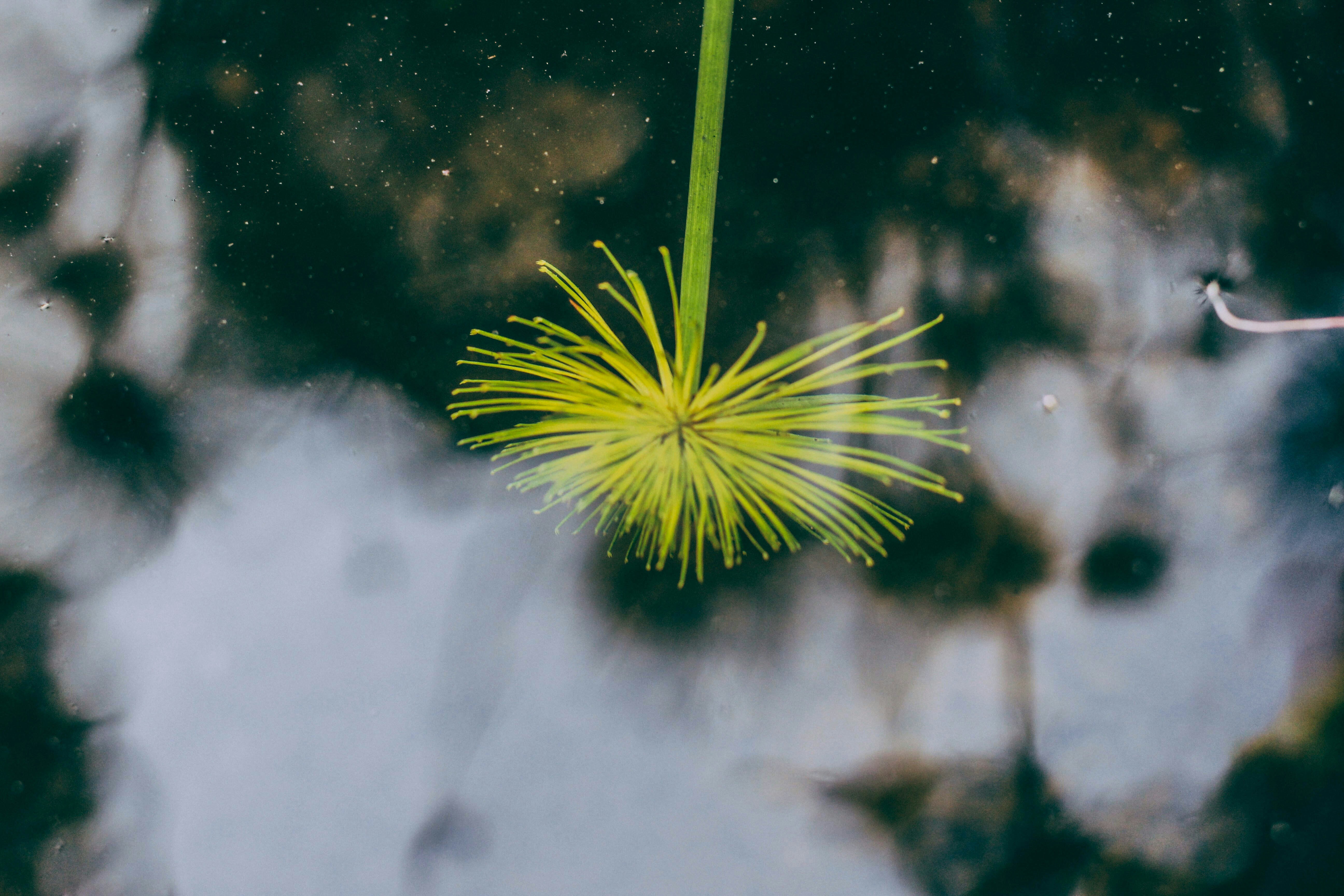 Starburst Pod Drifting Across a Quiet Reflective Pool