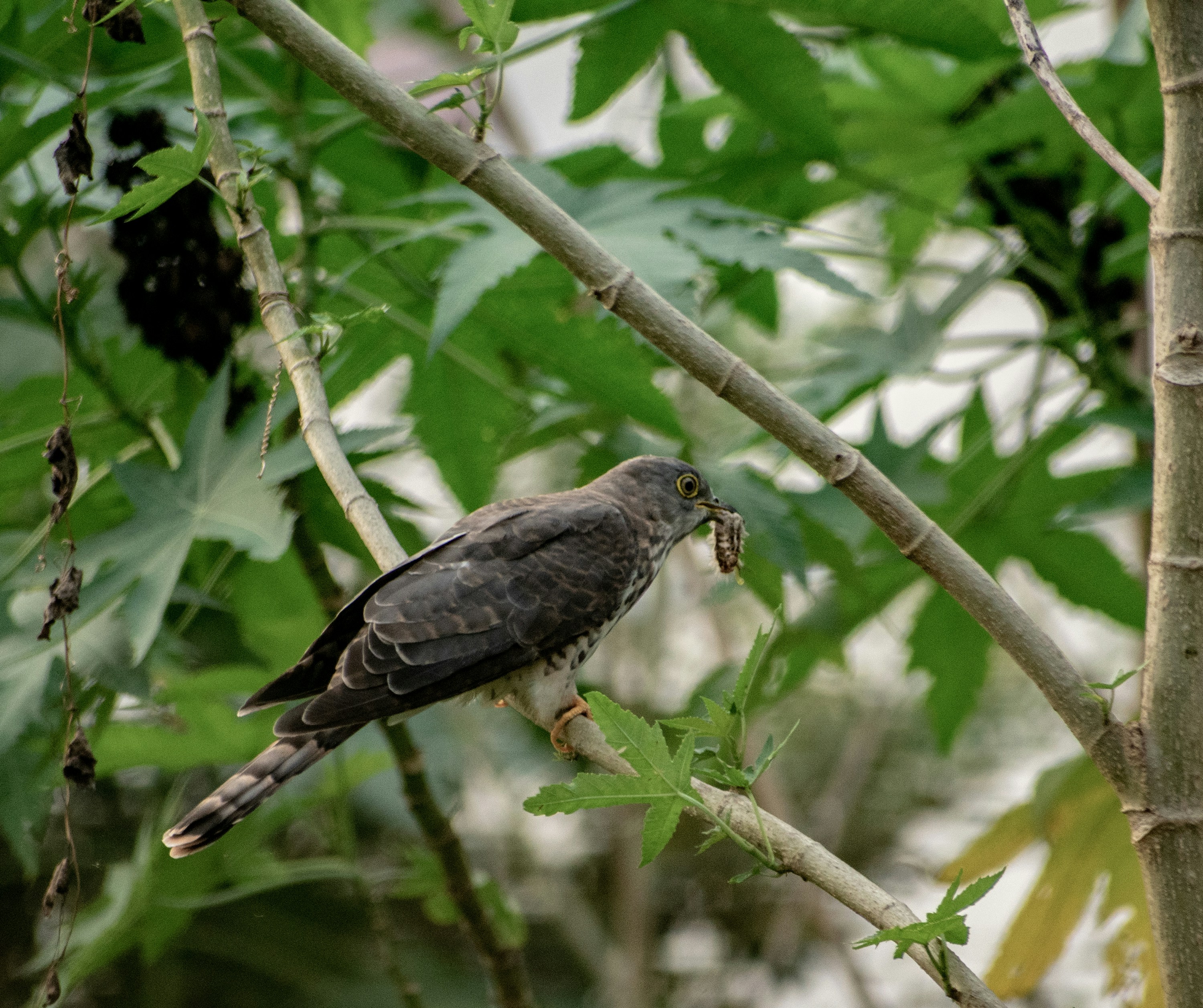 Bird perched among lush foliage, clutching a caterpillar in its beak, showcasing its predatory prowess.