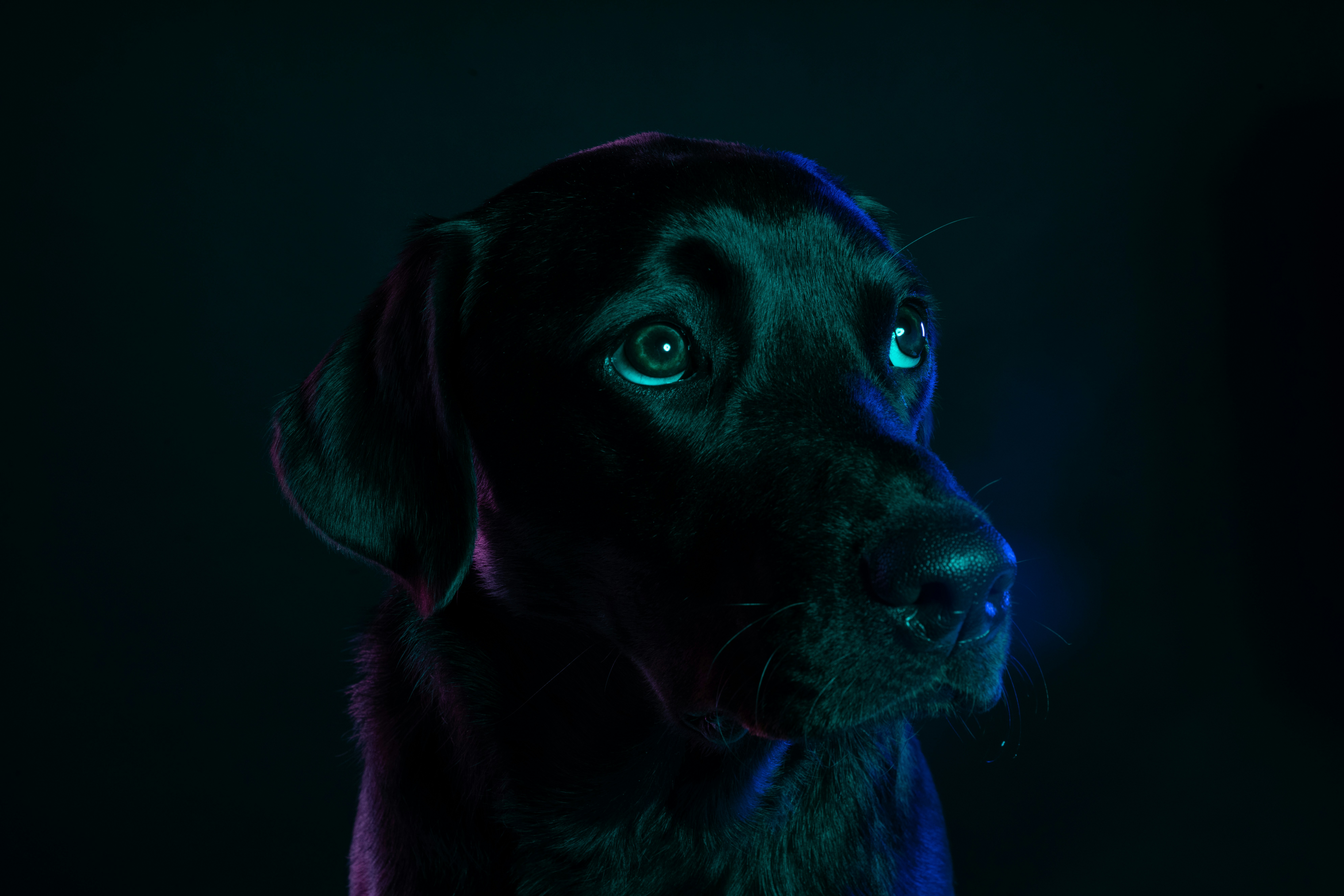 A black Labrador retriever gazes thoughtfully against a dark backdrop illuminated by soft blue and purple lights.