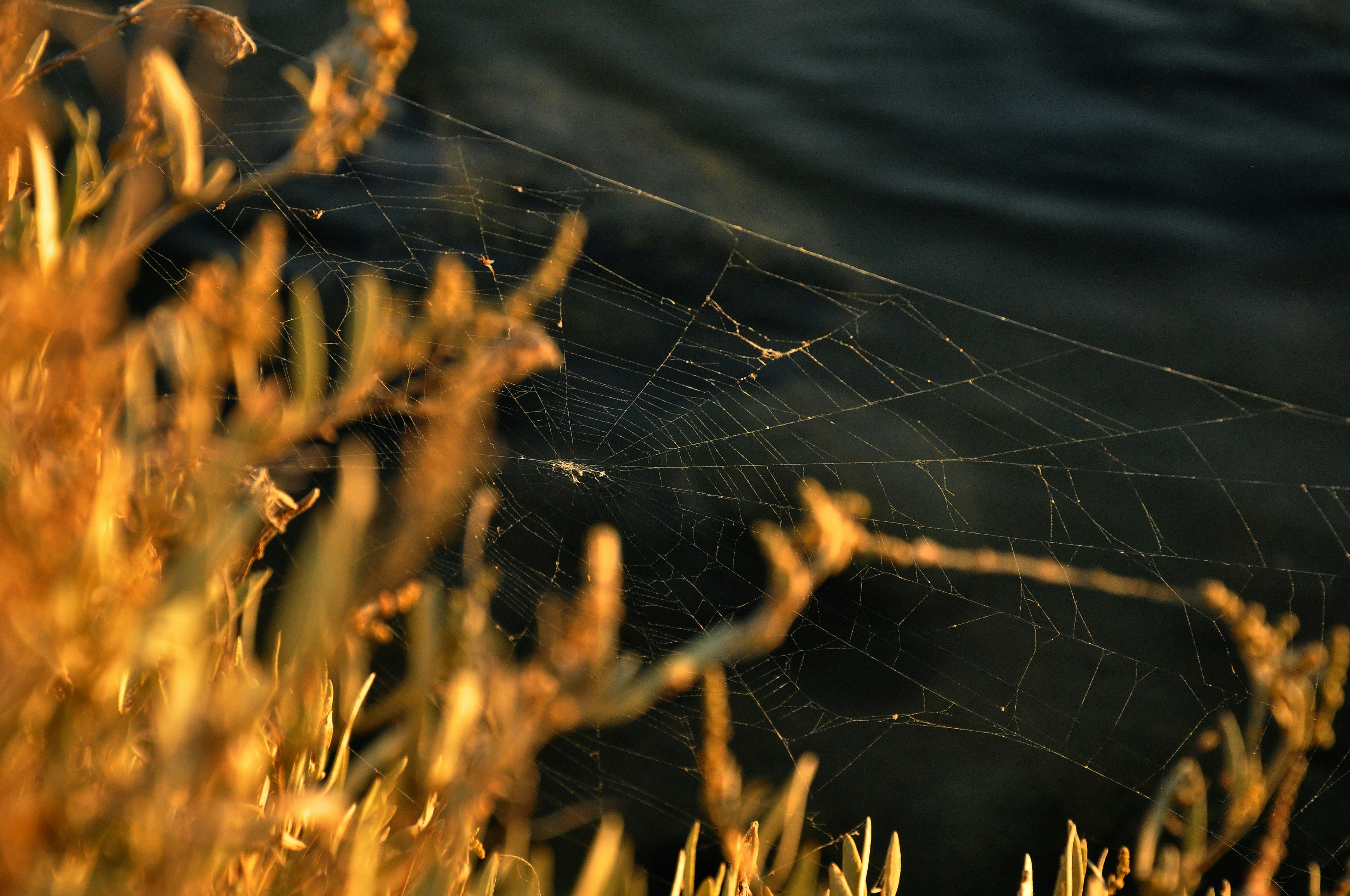 Gossamer Lattice: Spider Silk Woven in Golden Light
