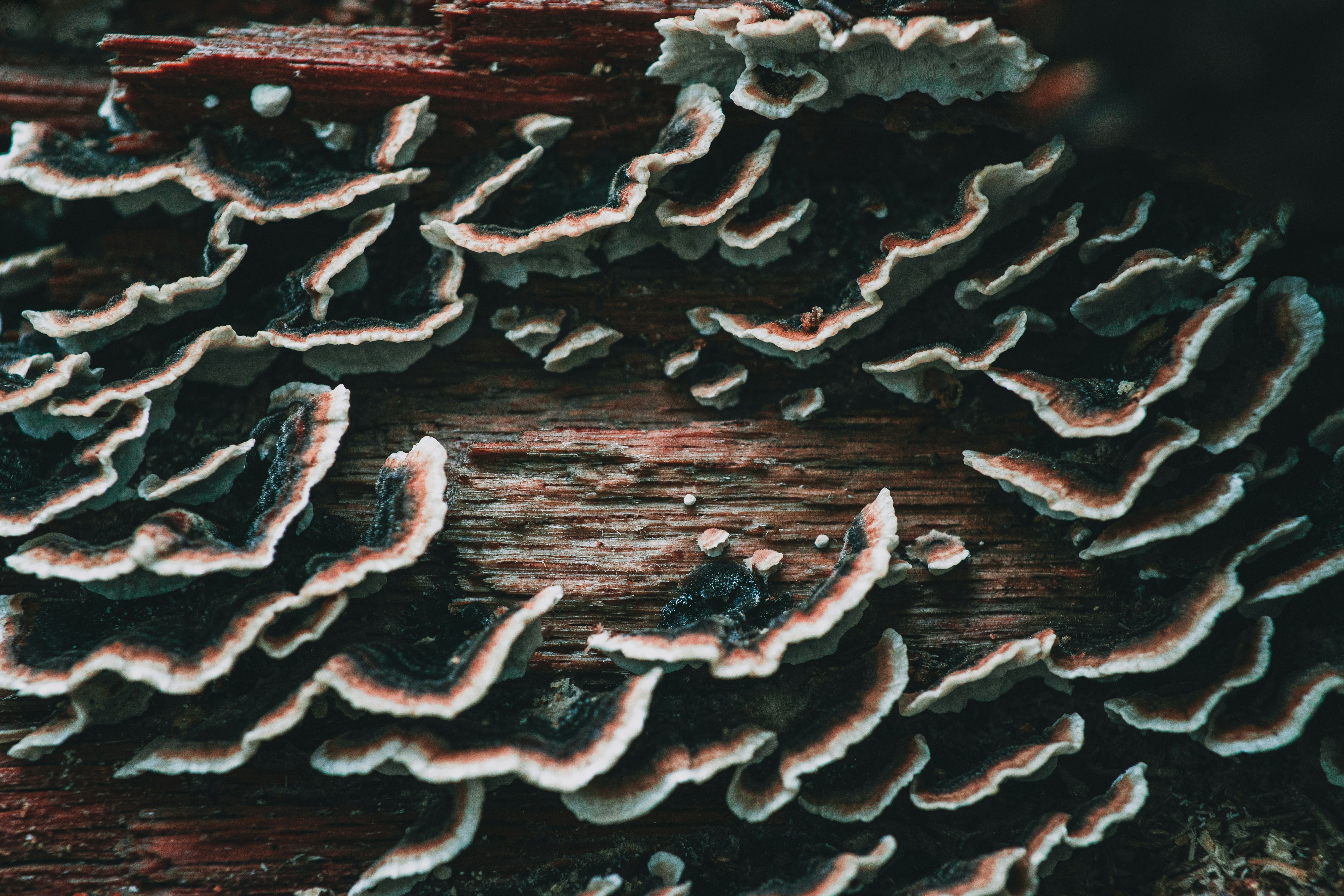 Close-up of intricate mushroom growth on decaying wood, showcasing natural patterns and earthy colors.