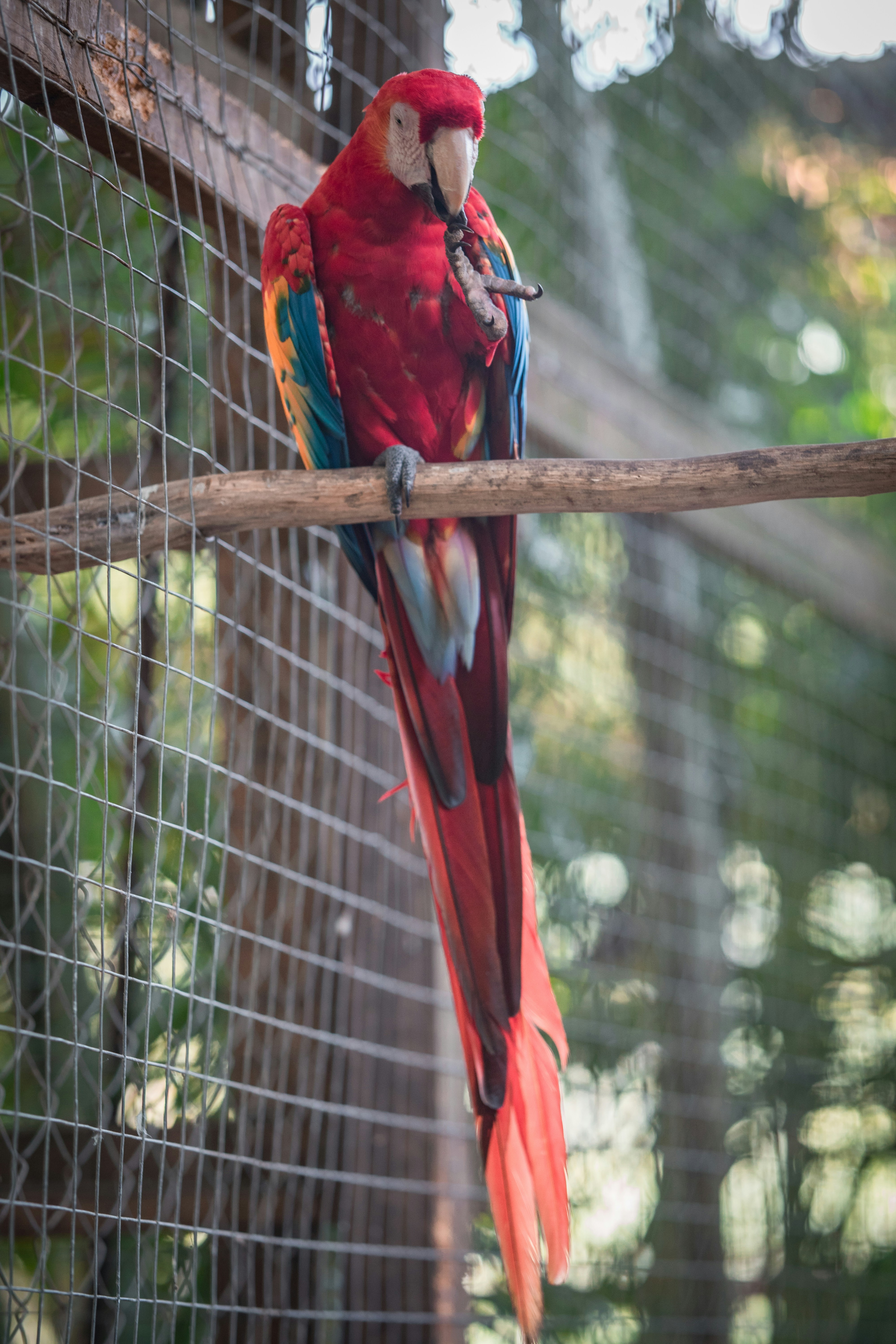 Scarlet macaw perched on a branch, showcasing its vivid plumage while holding a twig in its beak.