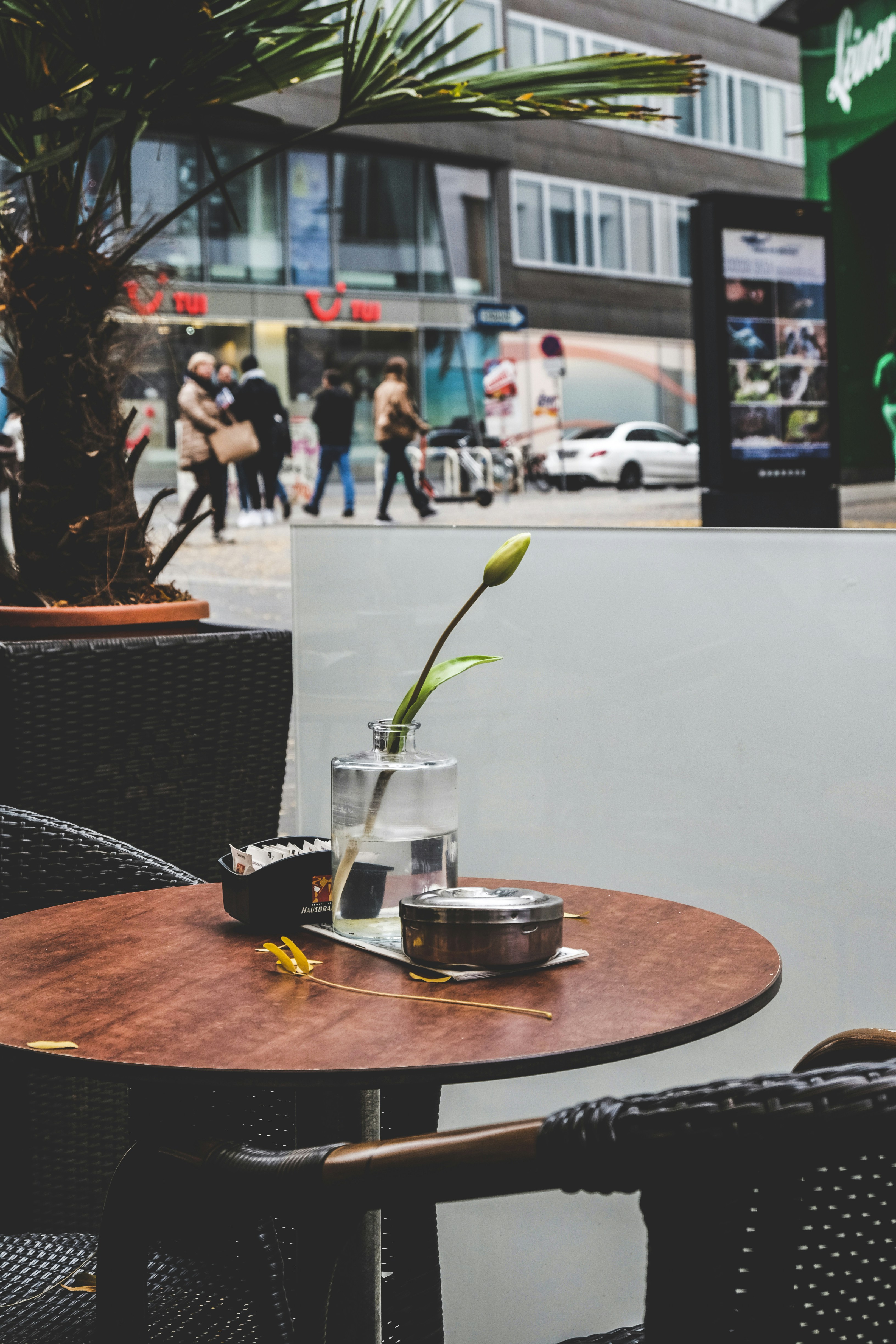 Solo Tulip at a City Café Terrace