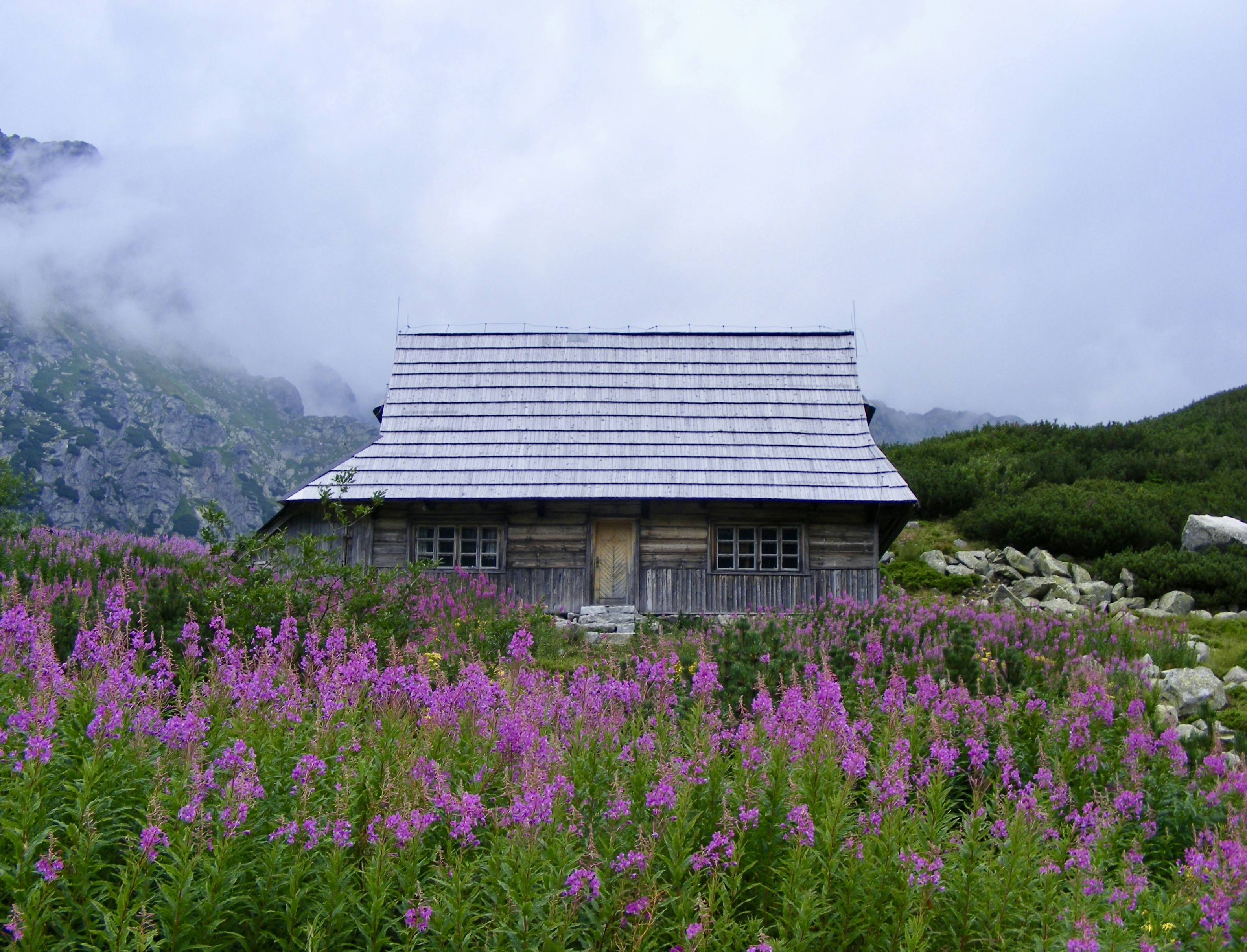 A wooden cabin rises from a field of tall purple wildflowers, with misty mountains in the distance. A tranquil alpine scene captured in a photograph.