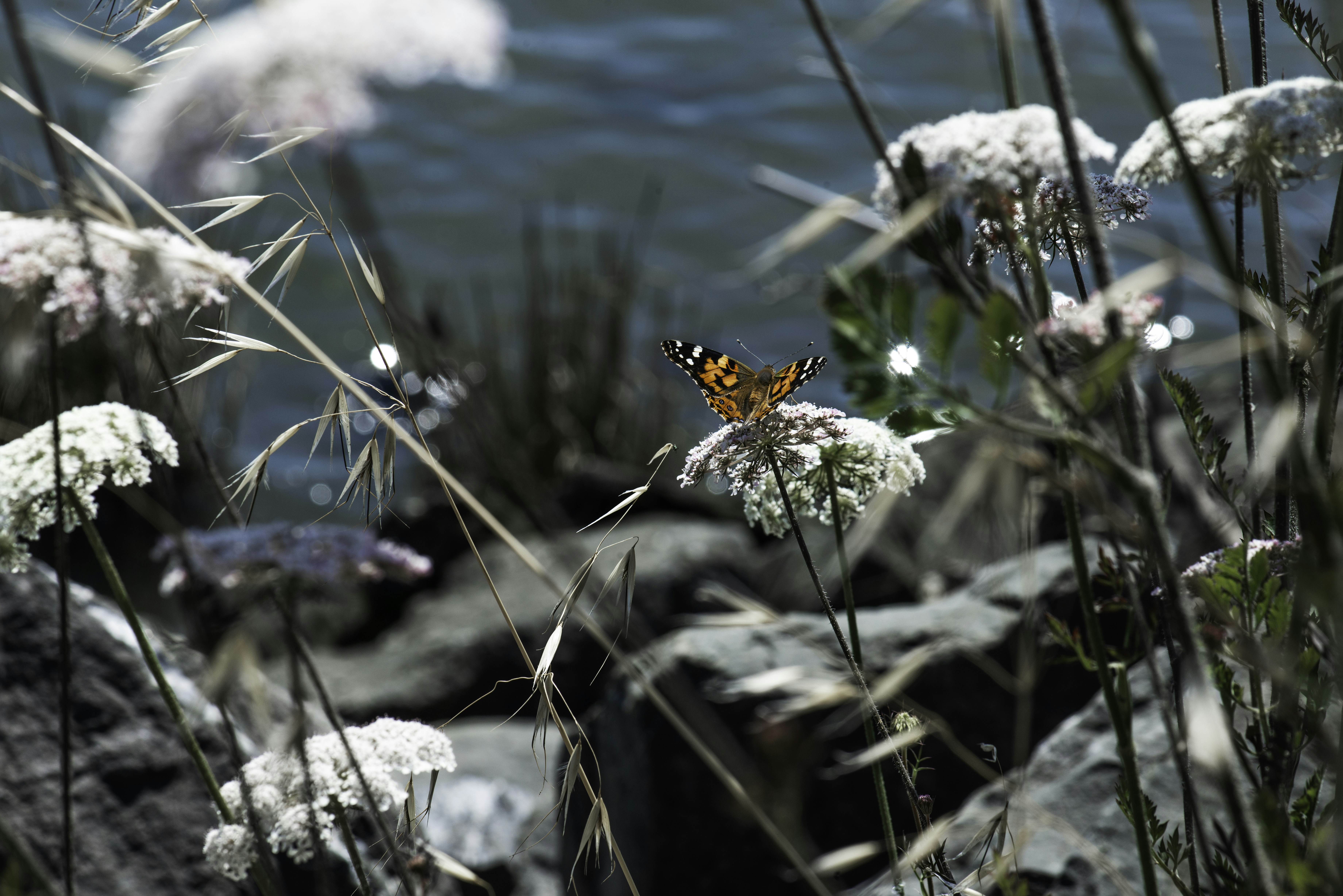 Painted Lady on a frost-kissed bloom beside a rocky stream