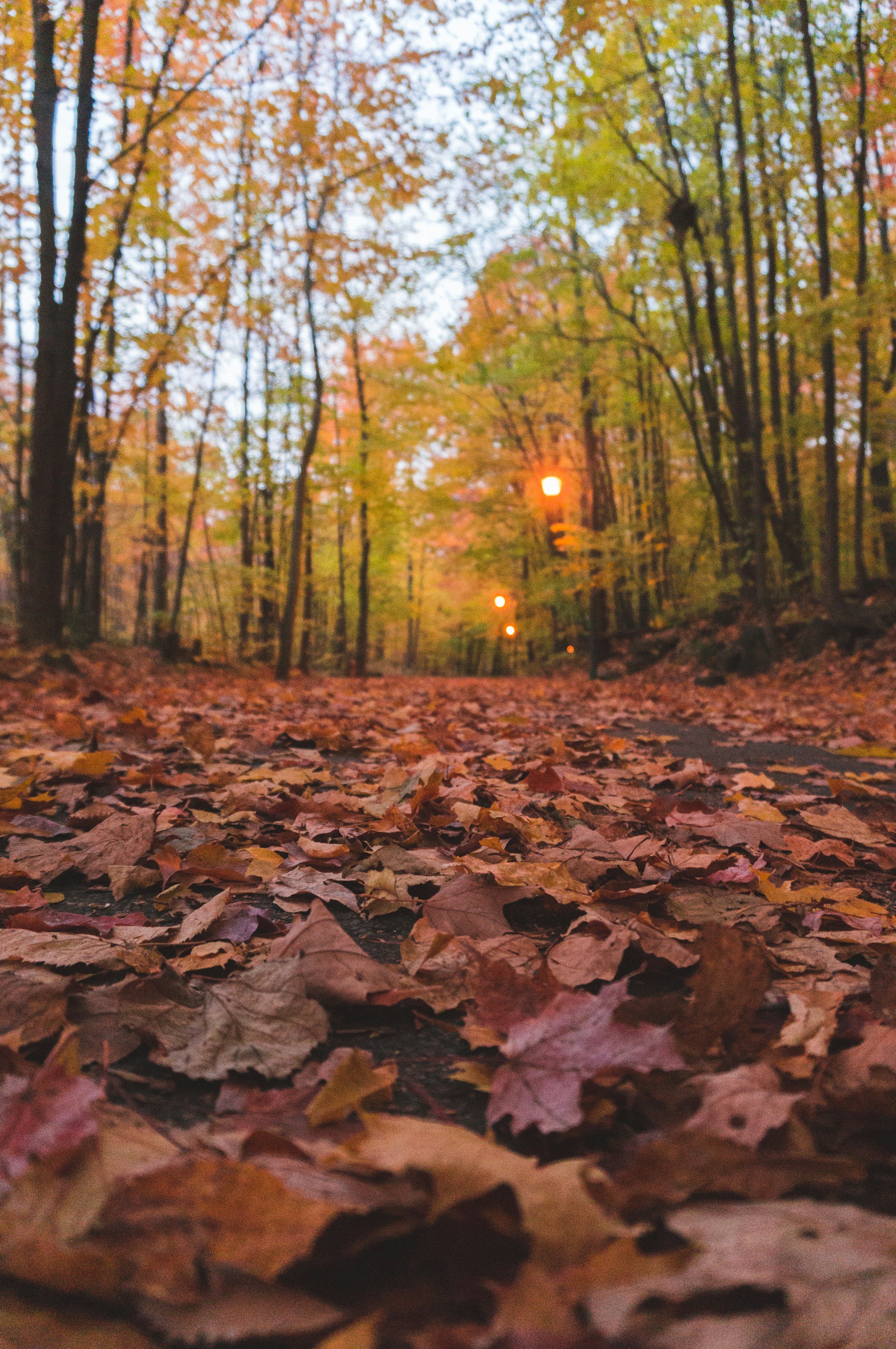 Colorful fallen leaves blanket a winding path in a serene forest, illuminated by soft lantern light. The scene captures the essence of autumn tranquility.