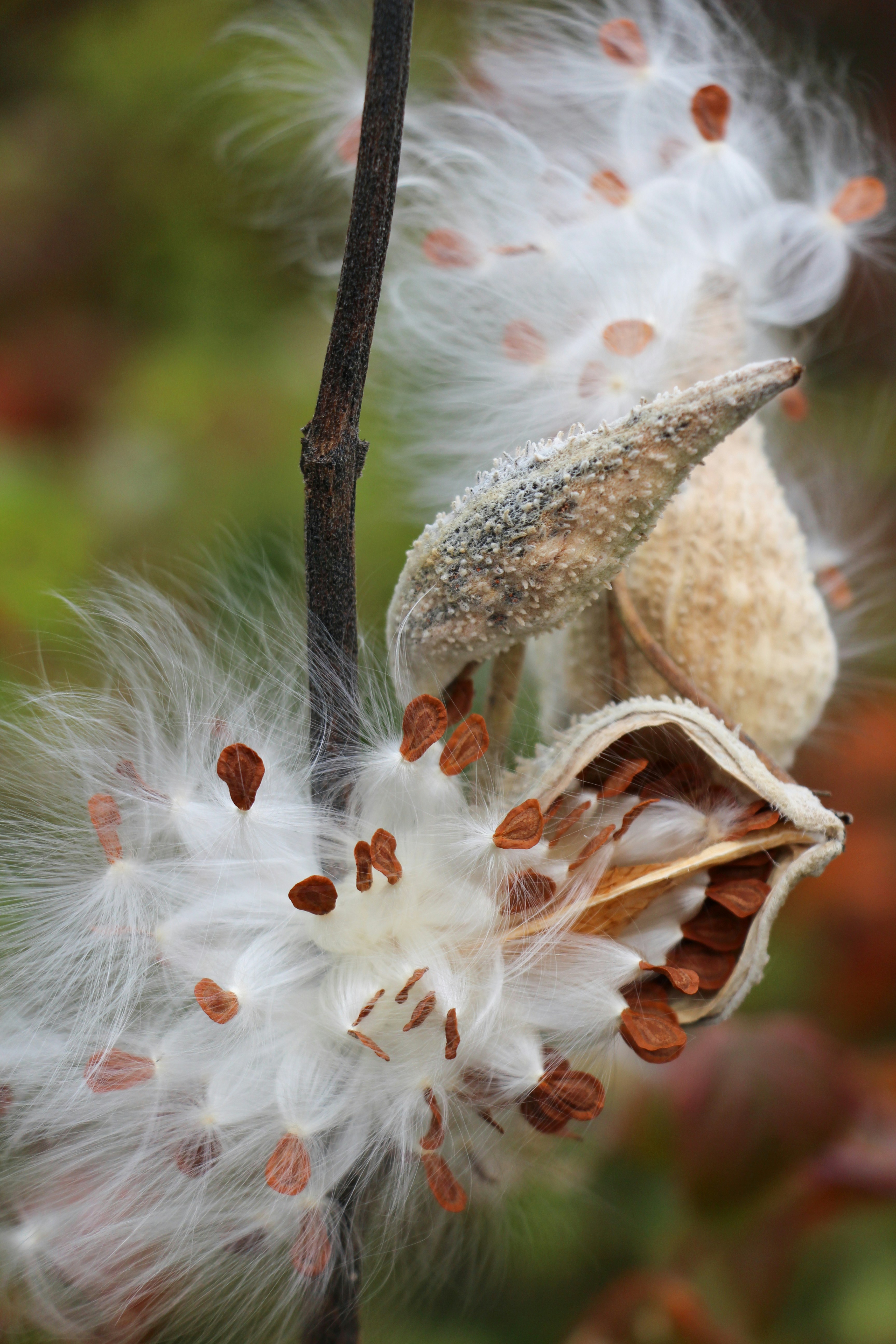 White and brown seeds in close-up photography photo – Free Flower Image ...
