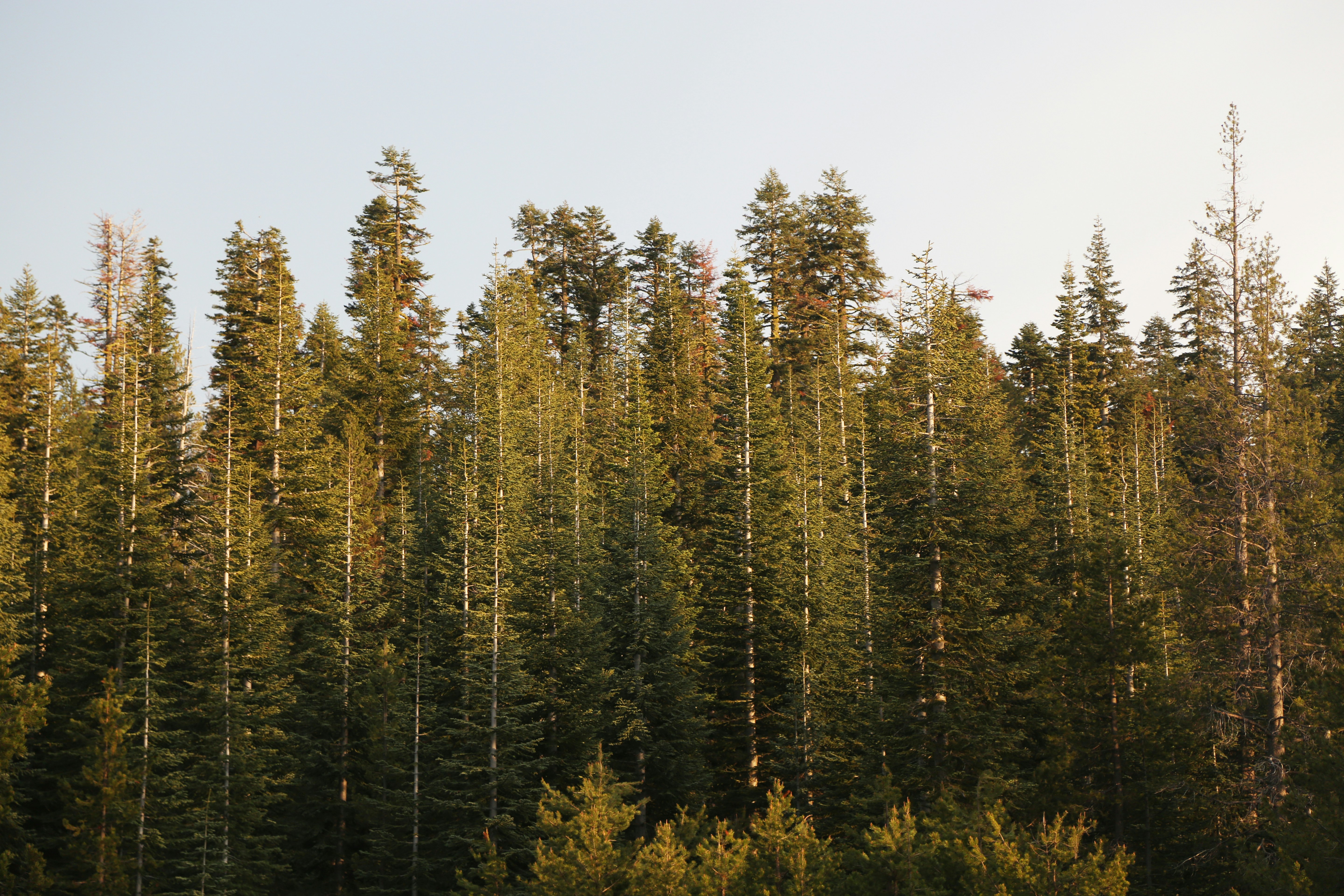 Tall coniferous trees standing in a dense forest, illuminated by soft light, showcasing their vertical majesty.