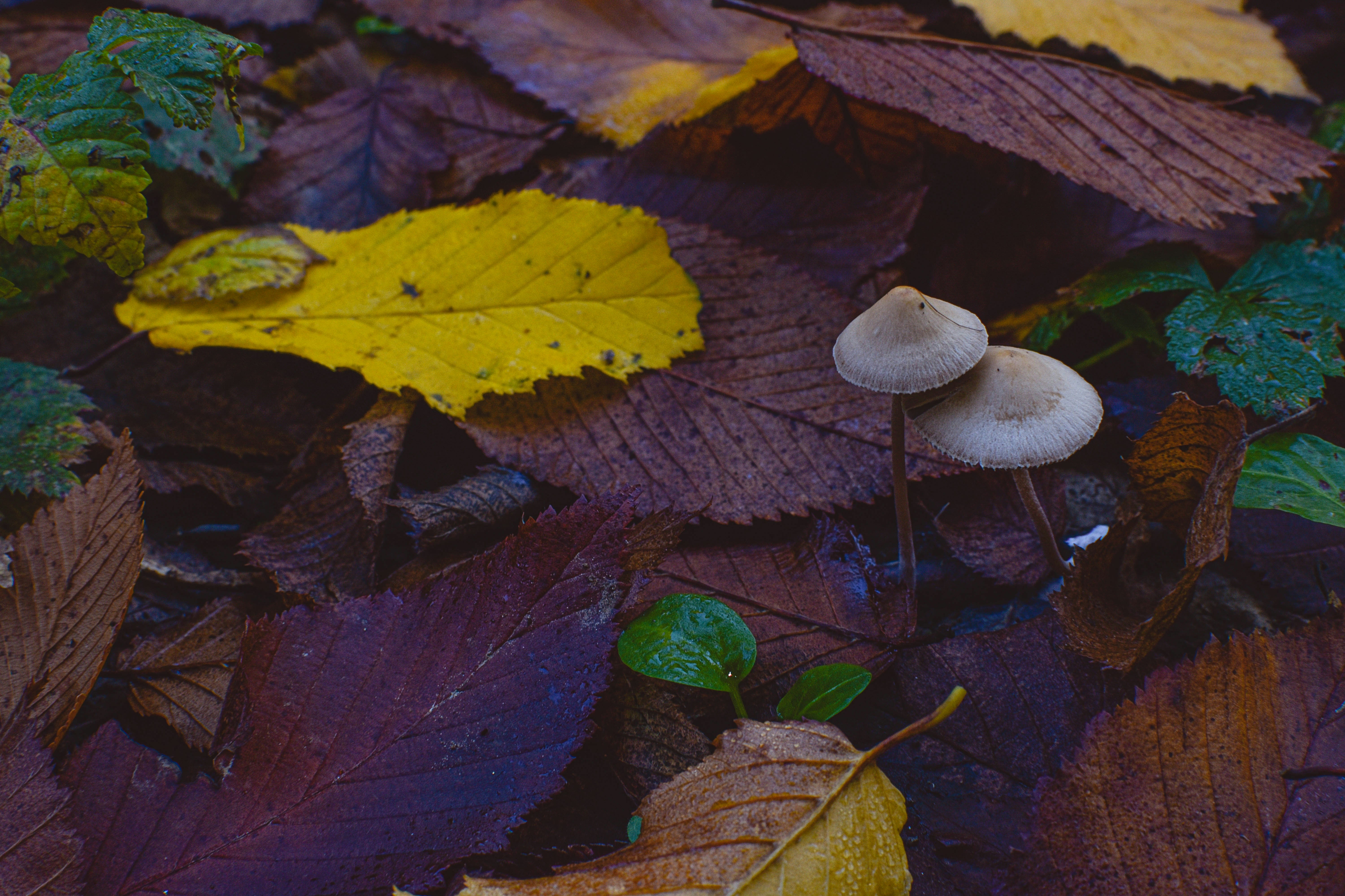 Mushrooms Break Through Velvet Autumn Leaf Litter