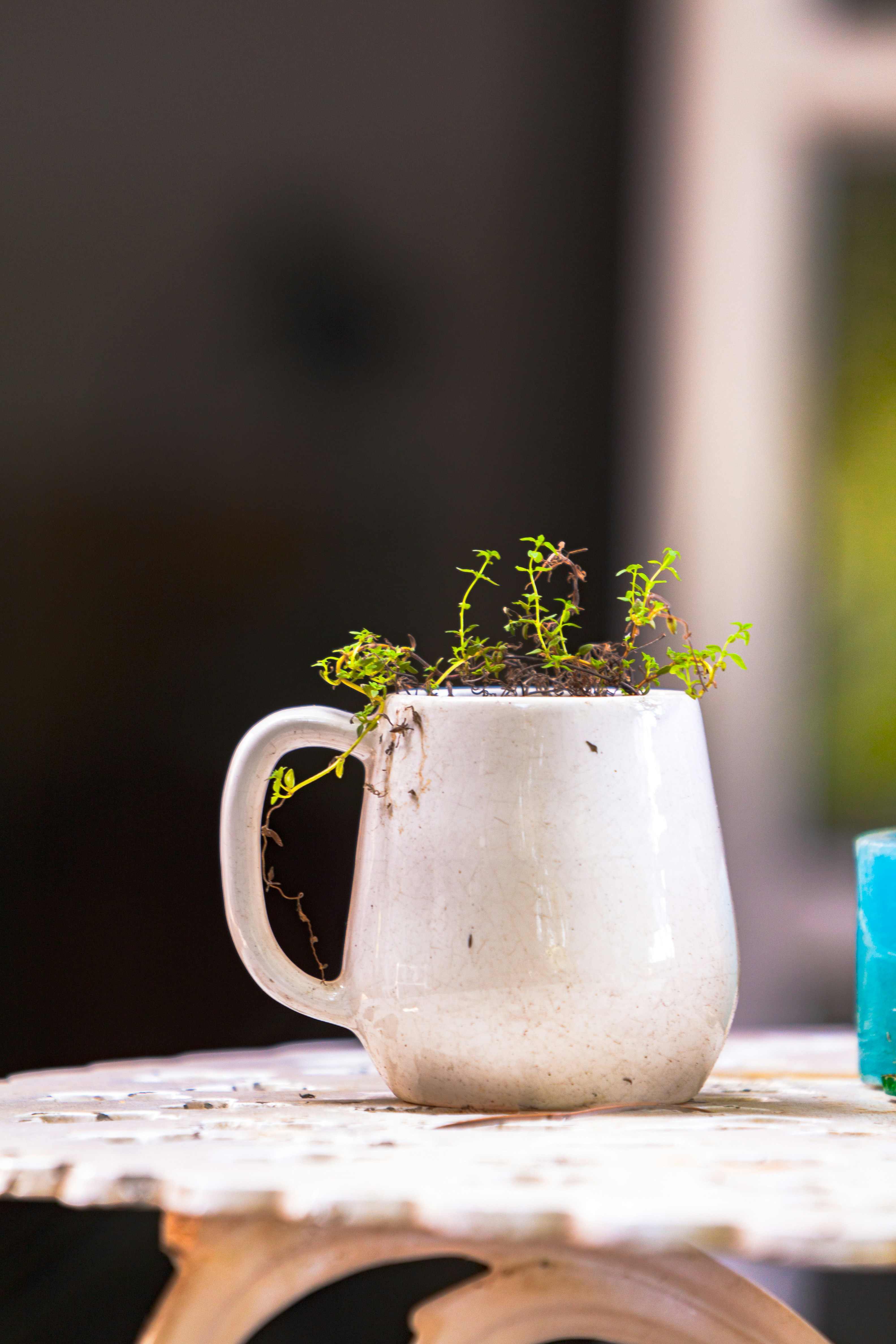 Cup-Garden: Tiny Greens Rise from a Weathered Mug