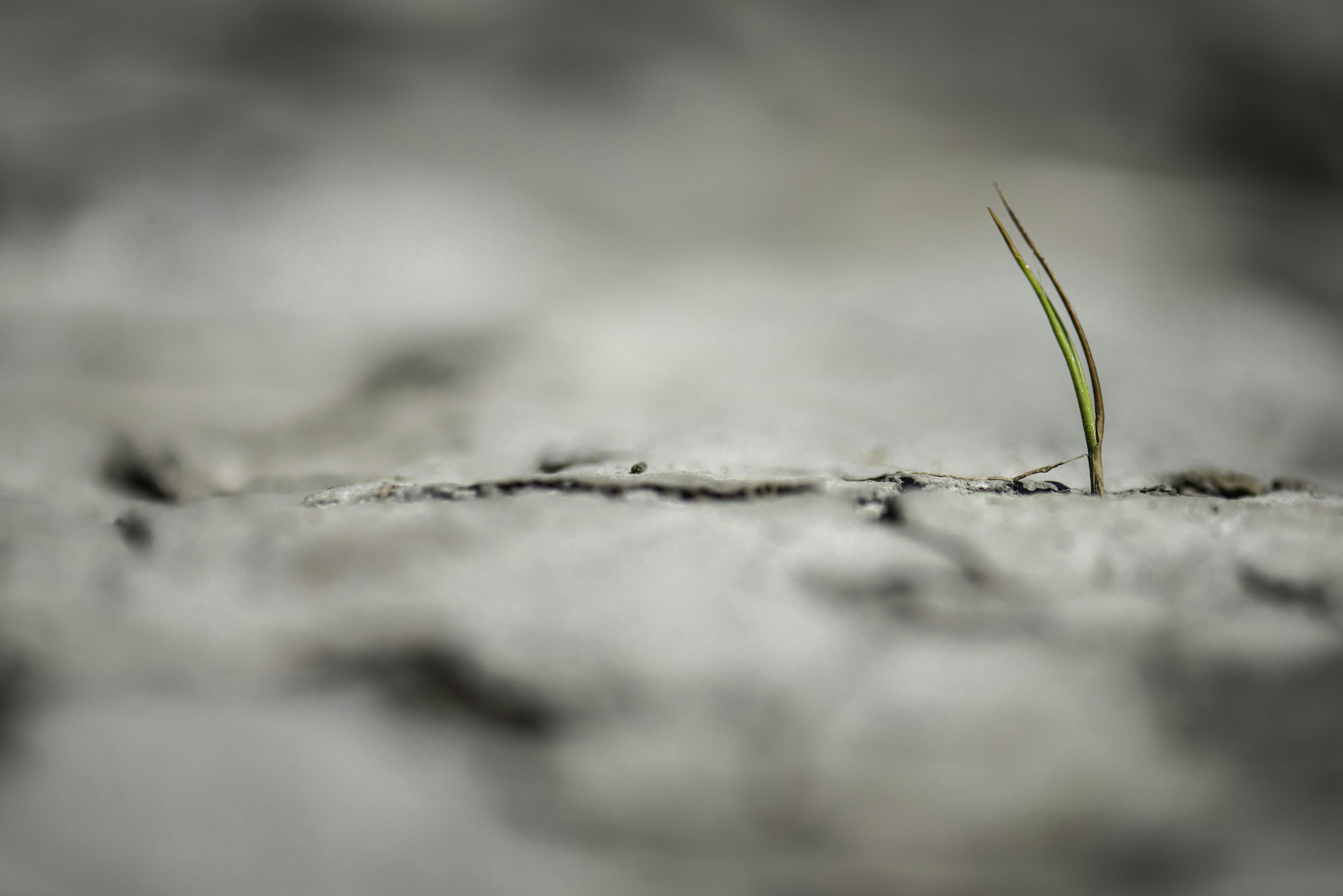 Cracked Earth, One Green Needle: A Macro Tale of Resilience