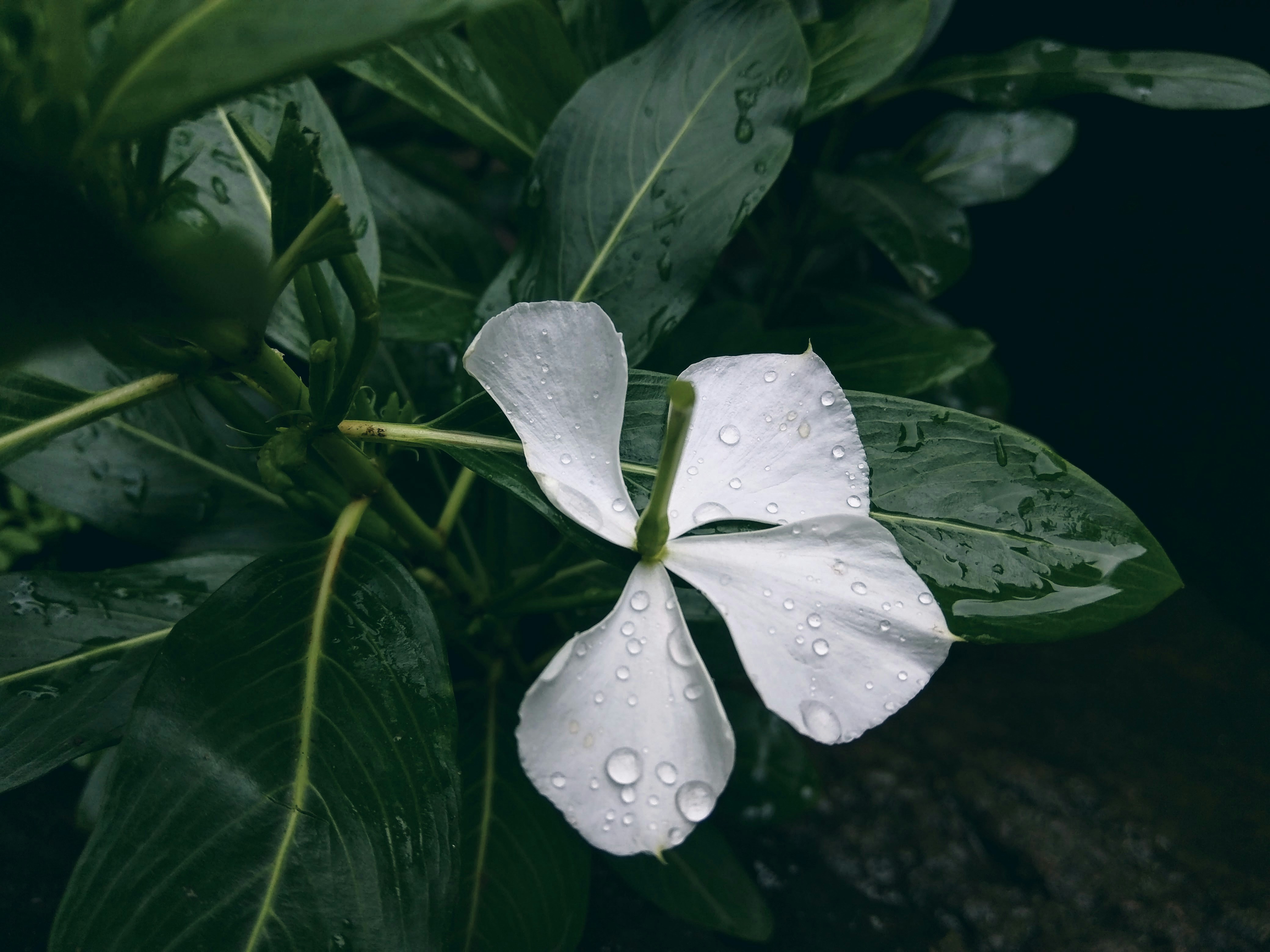 Close-up photograph of a four-petaled white blossom with raindrops on glossy green leaves against a dark background.
