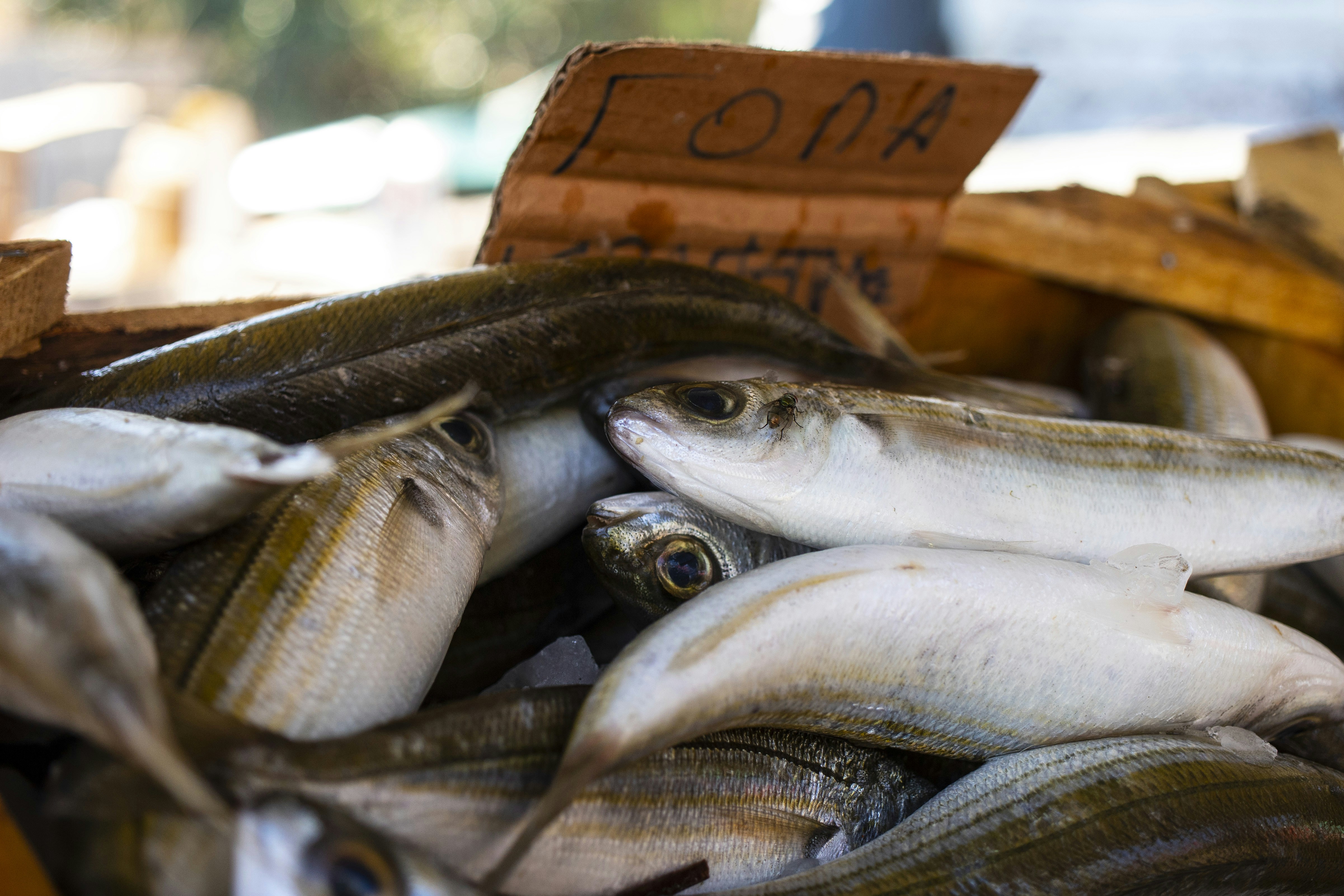 Grey fish photo – Free Animal Image on Unsplash