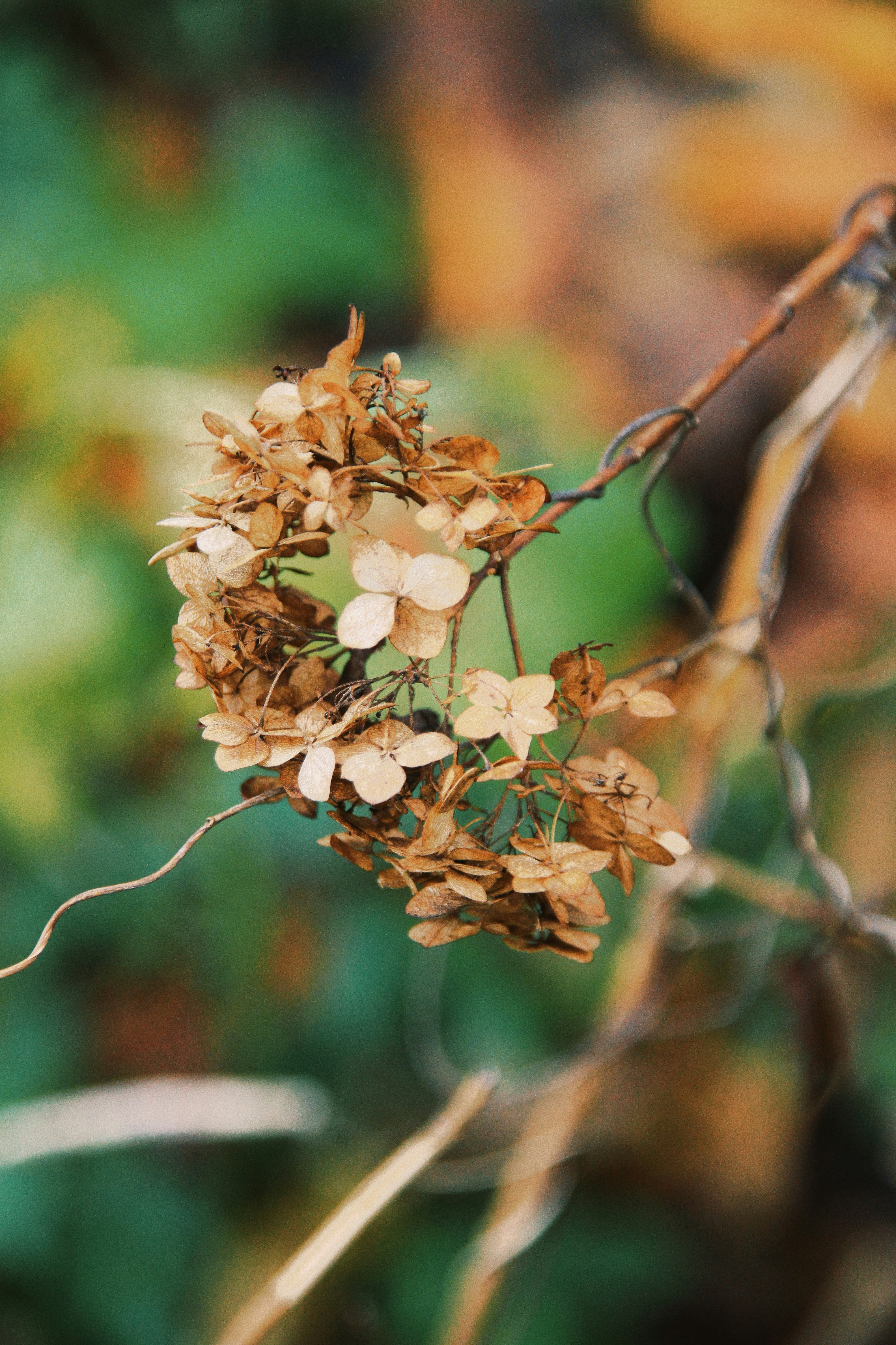 Faded Hydrangea Cluster: A Minute Wisp of Autumn in Focus