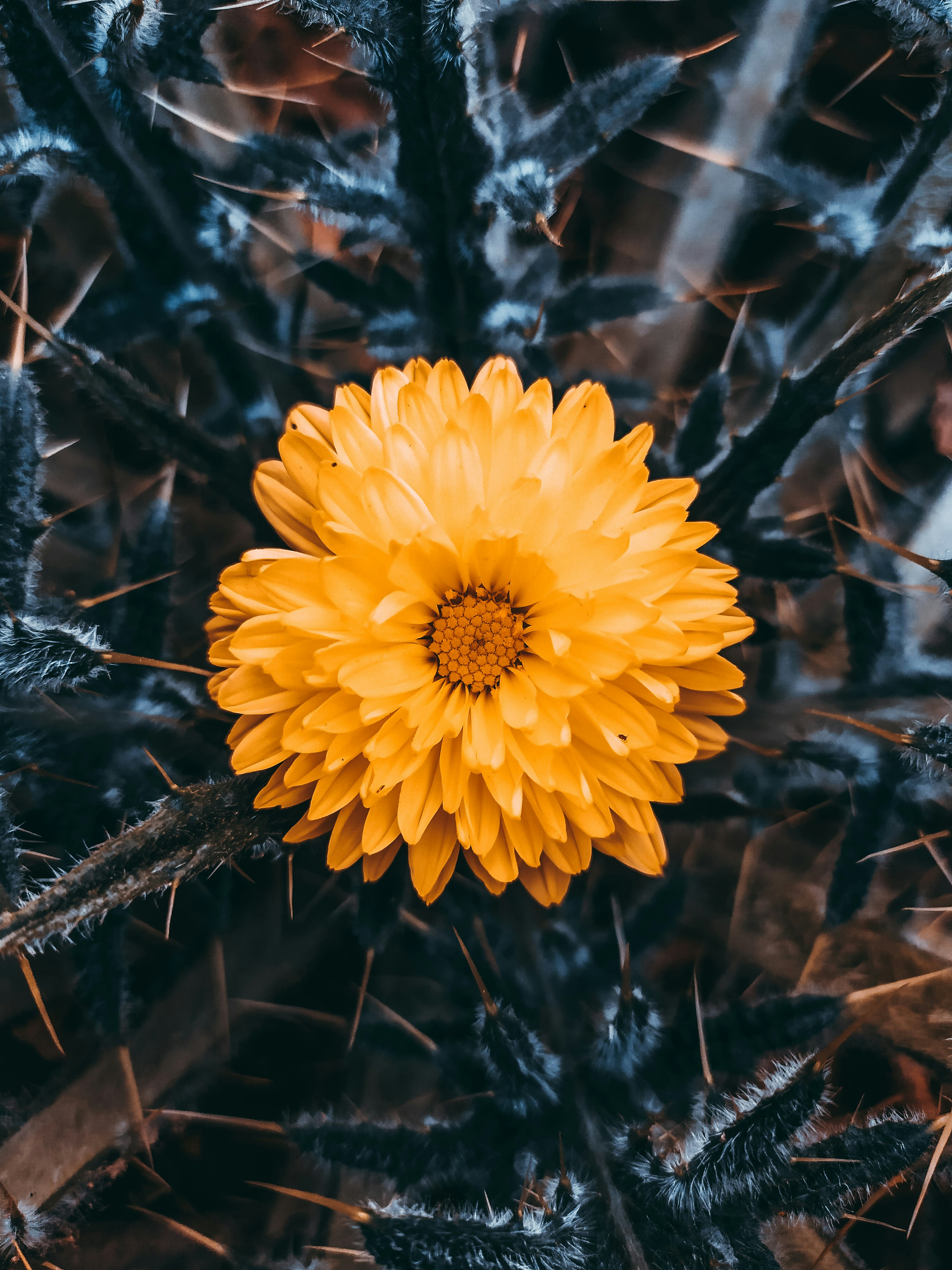 Bright yellow flower blooming amidst sharp thorns and dark foliage, symbolizing resilience in nature.