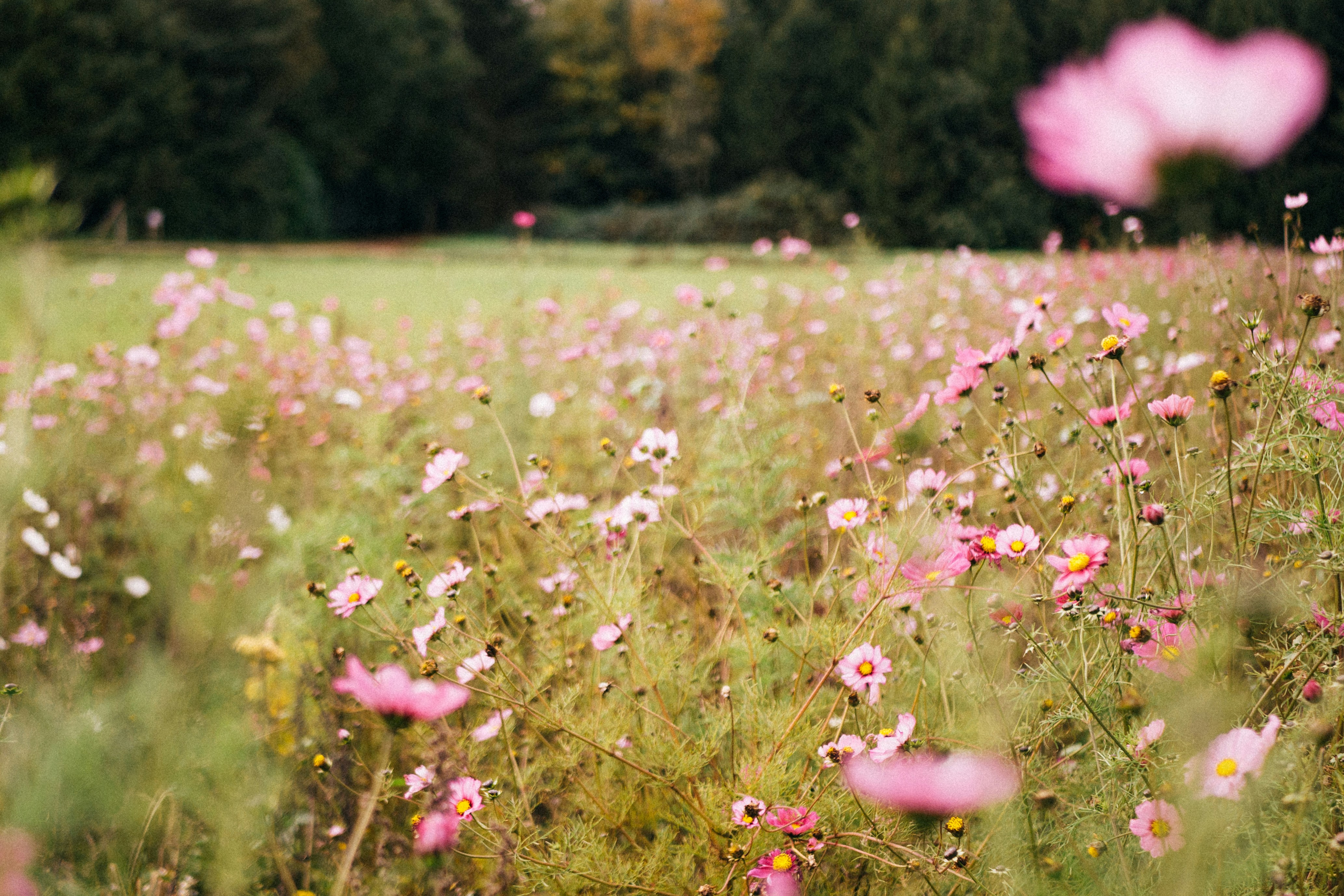 Vibrant wildflower field with pink blooms set against a forest backdrop.