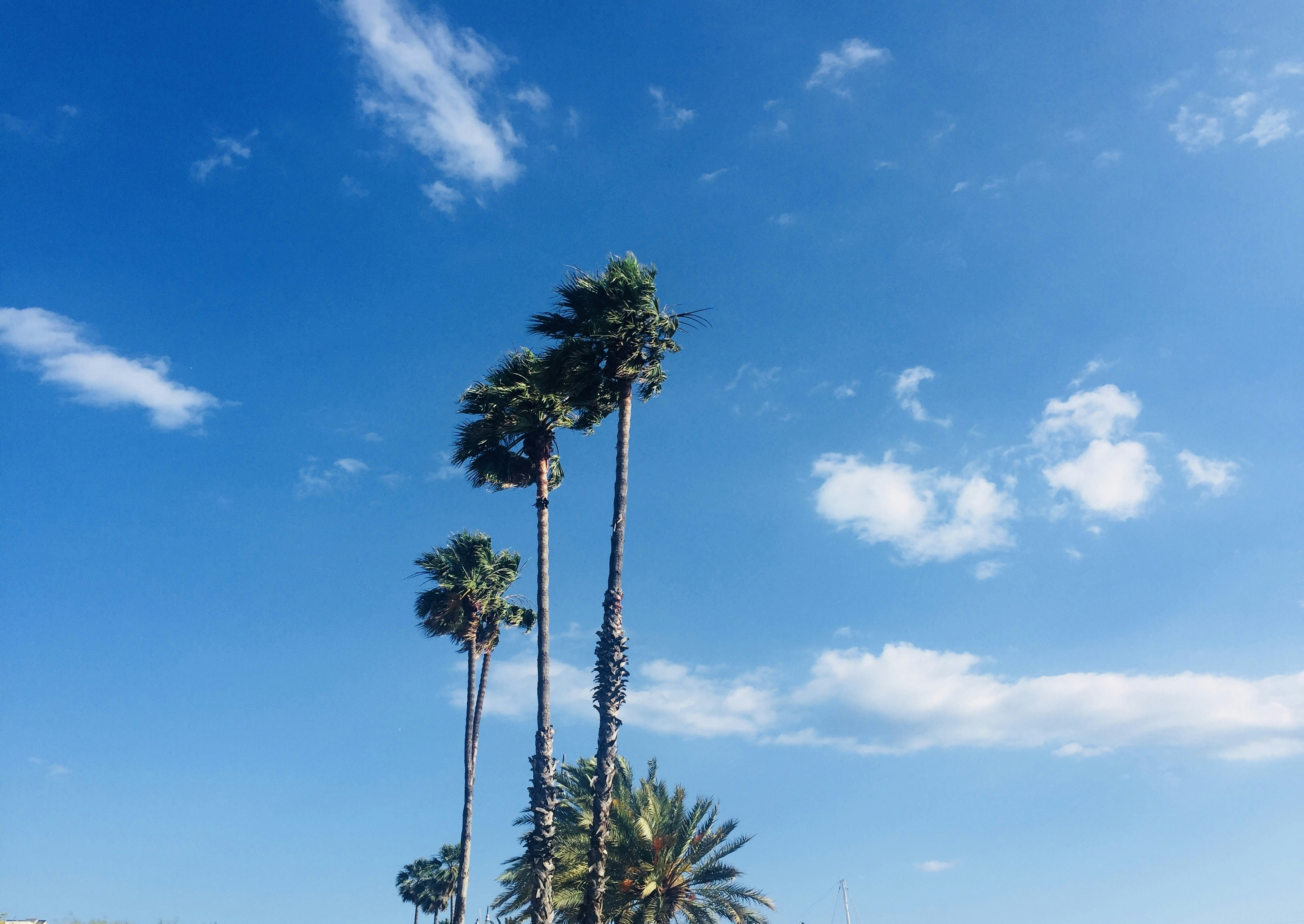 Tall palm trees sway gently against a vibrant blue sky dotted with fluffy clouds.