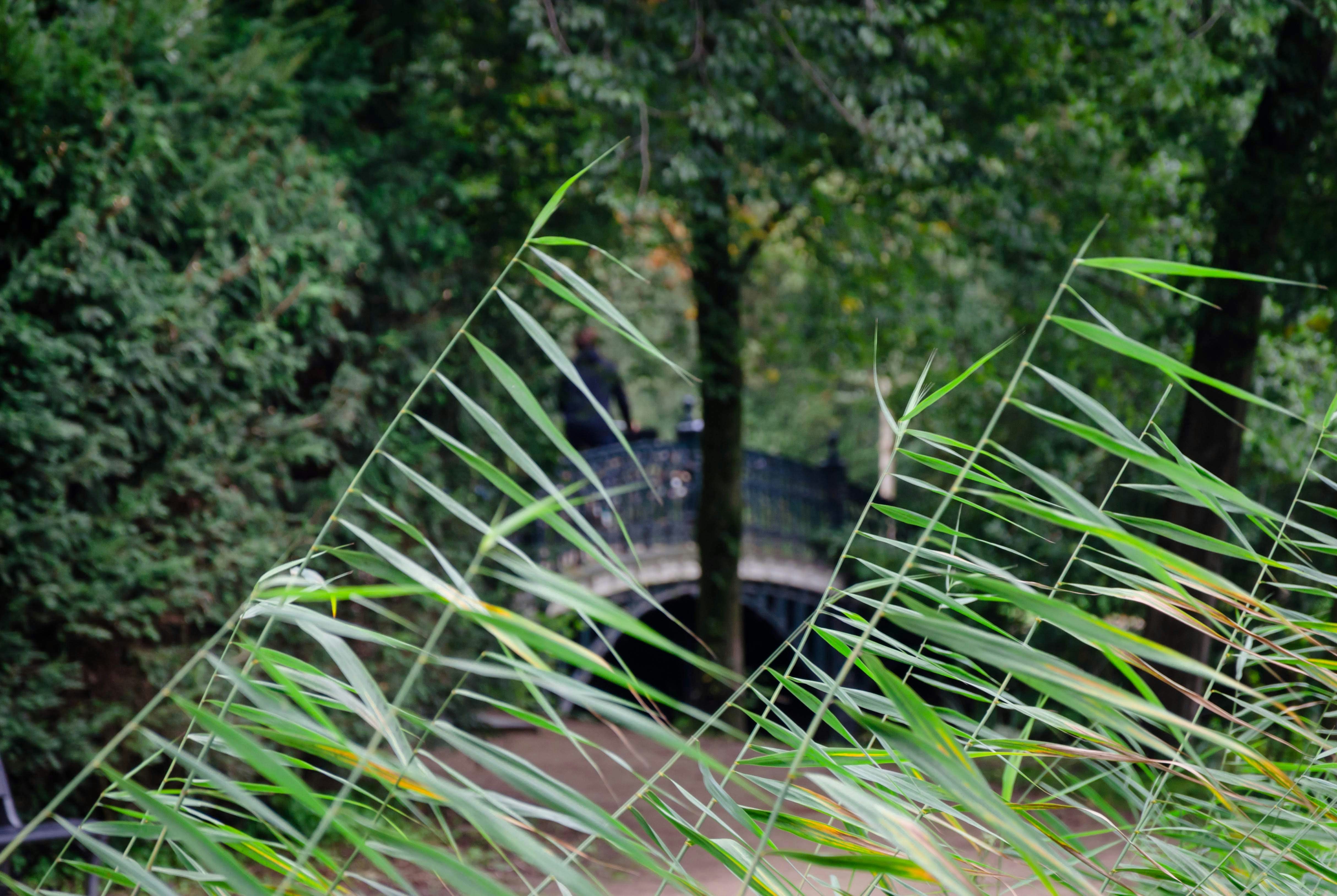 Amazing park view in Amsterdam.

–– https://www.buymeacoffee.com/vladhilitanu ––
If you appreciate my work, give it a shout and buy me a coffee.
