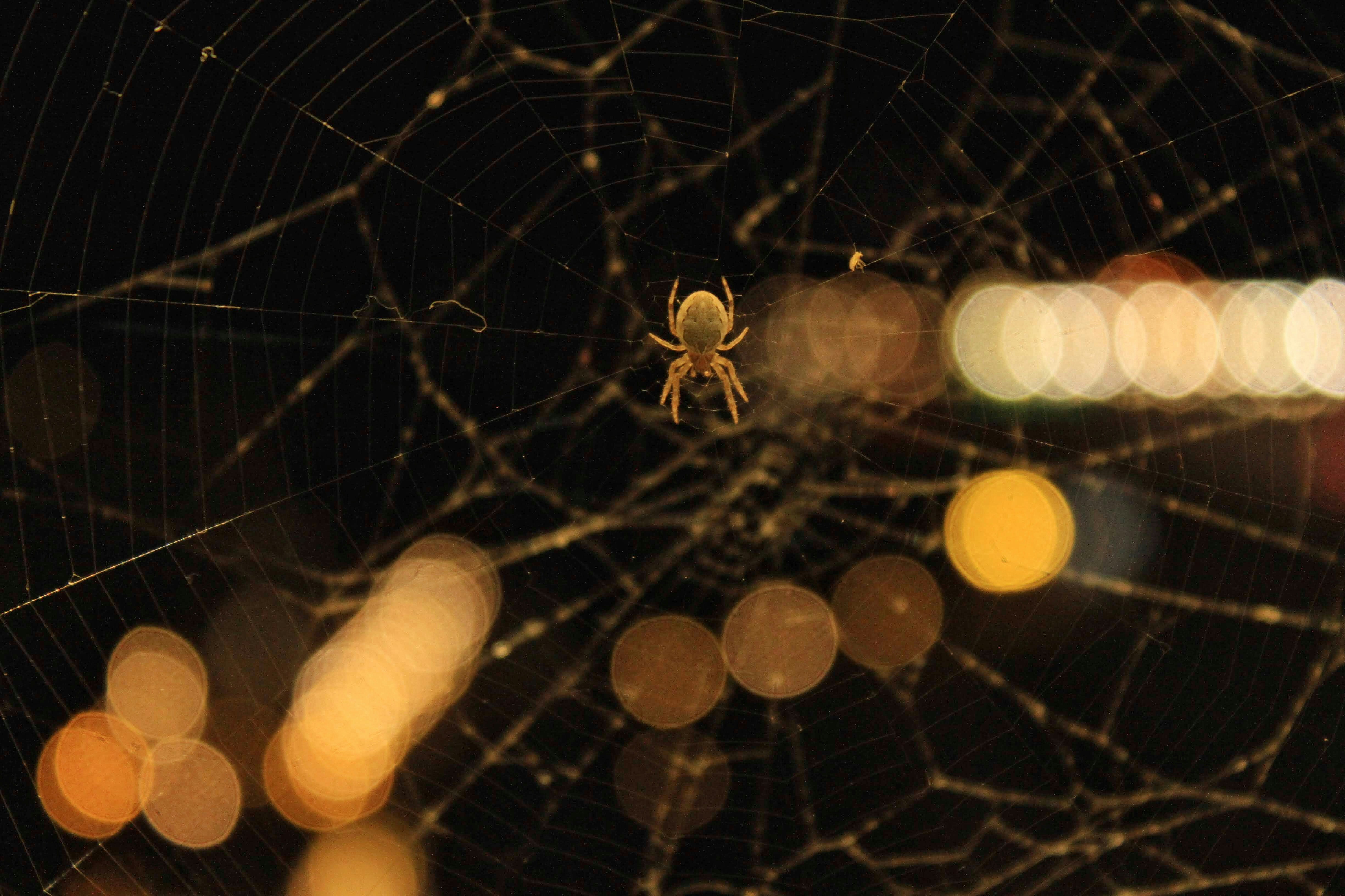 Midnight Weaver: A Spider at the Web’s Edge