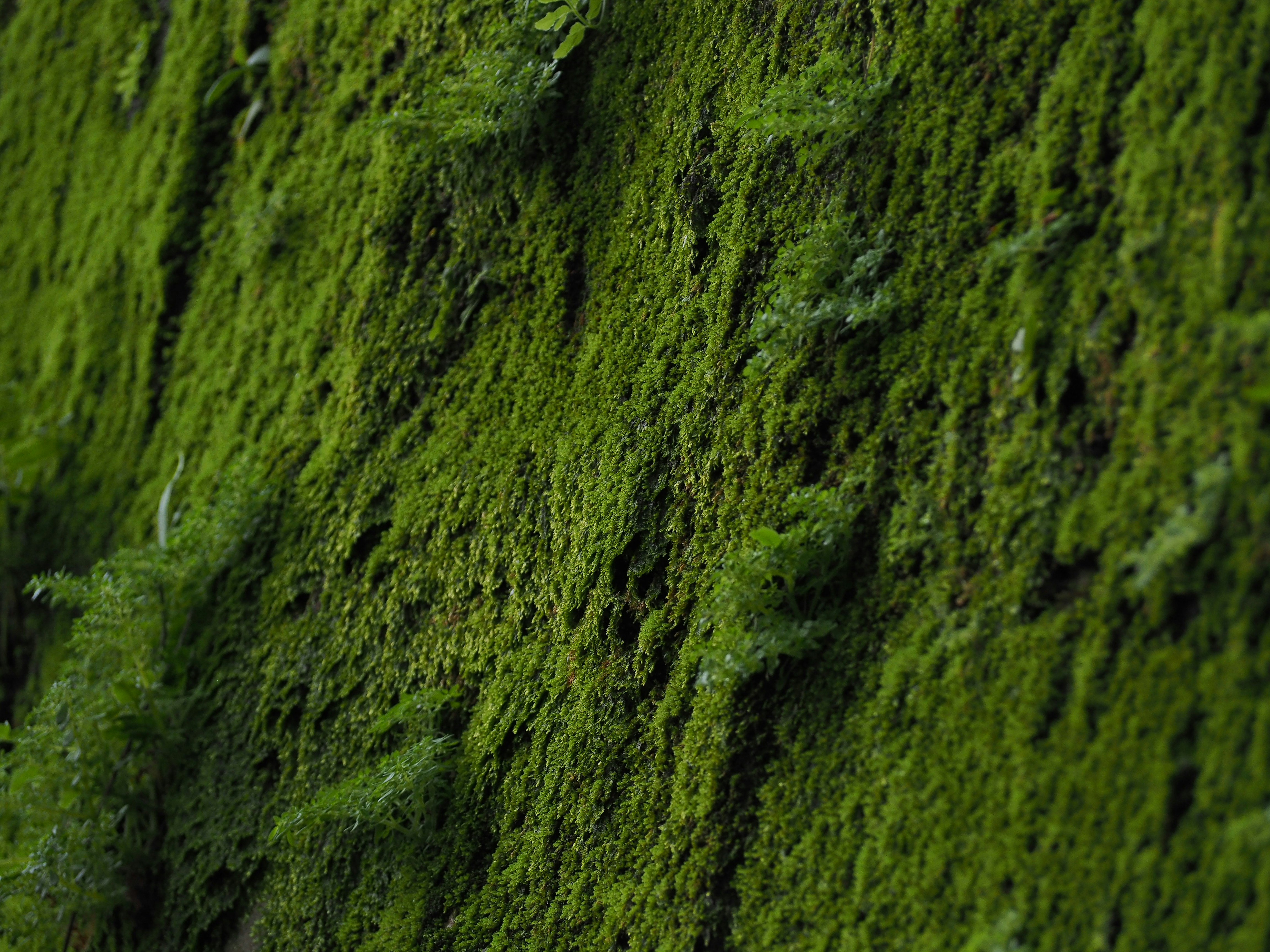 500+ Moss Texture Pictures [HD] | Download Free Images on Unsplash