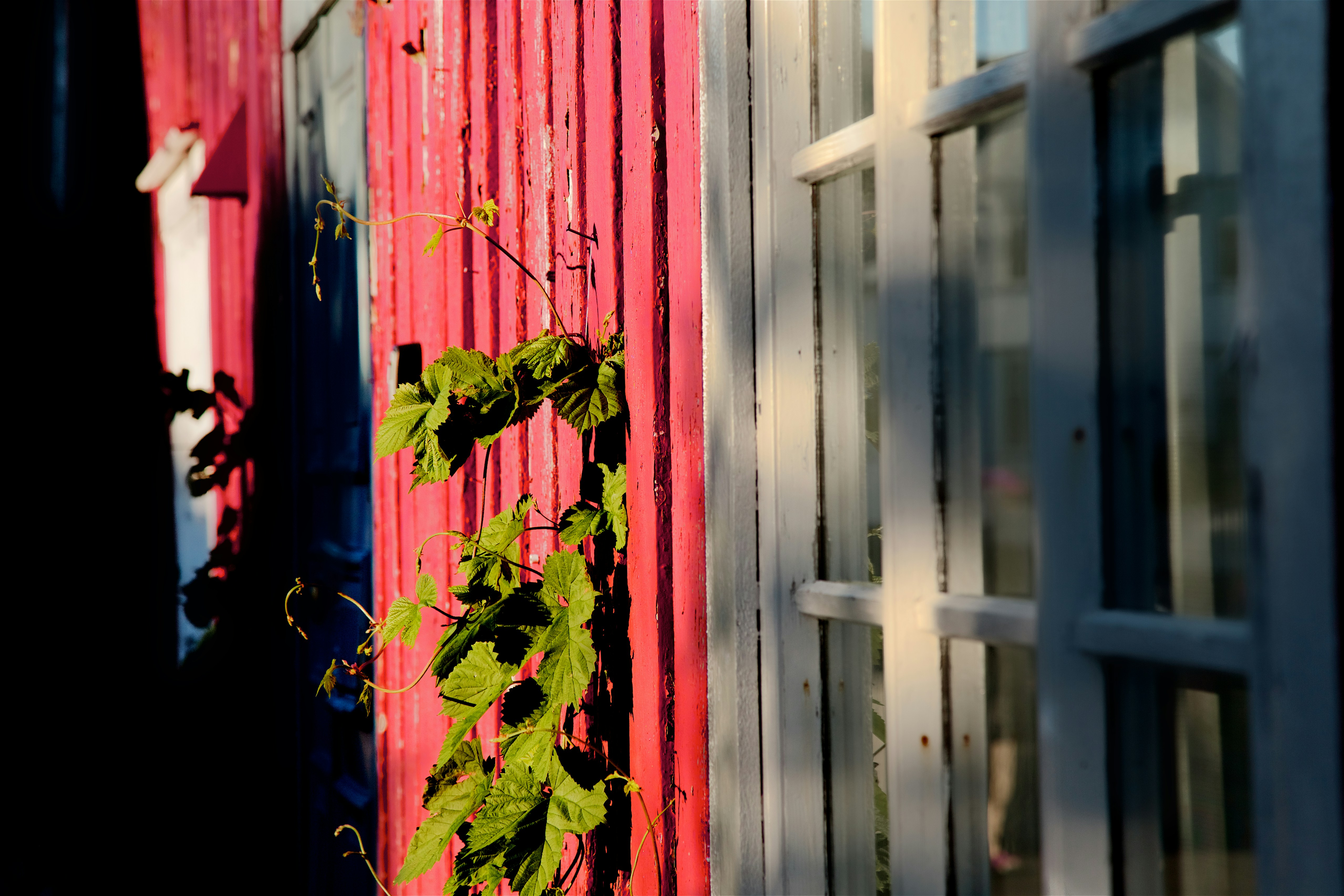 Green vine plant on gate photo – Free Home decor Image on Unsplash
