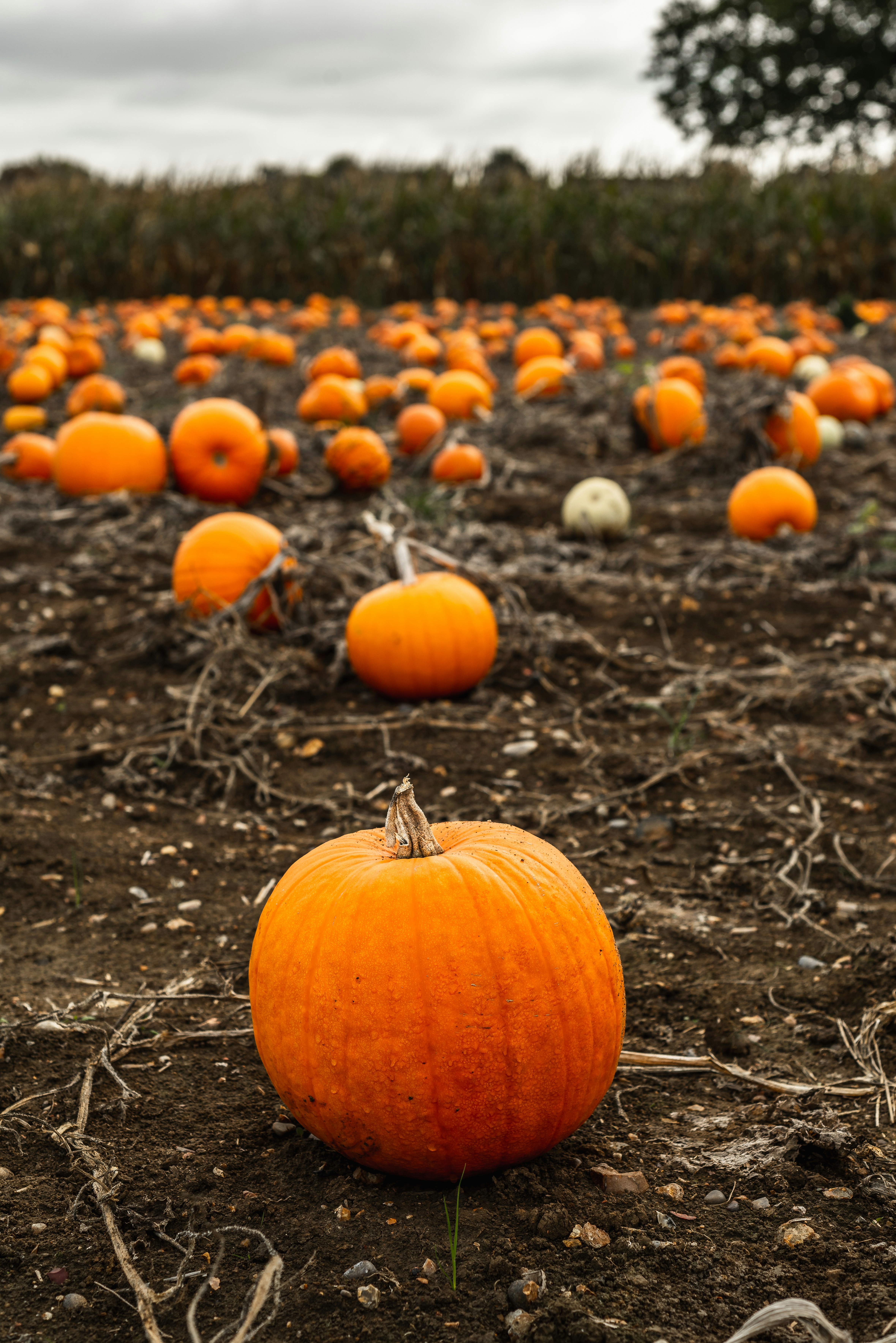Pumpkins Pictures | Download Free Images on Unsplash