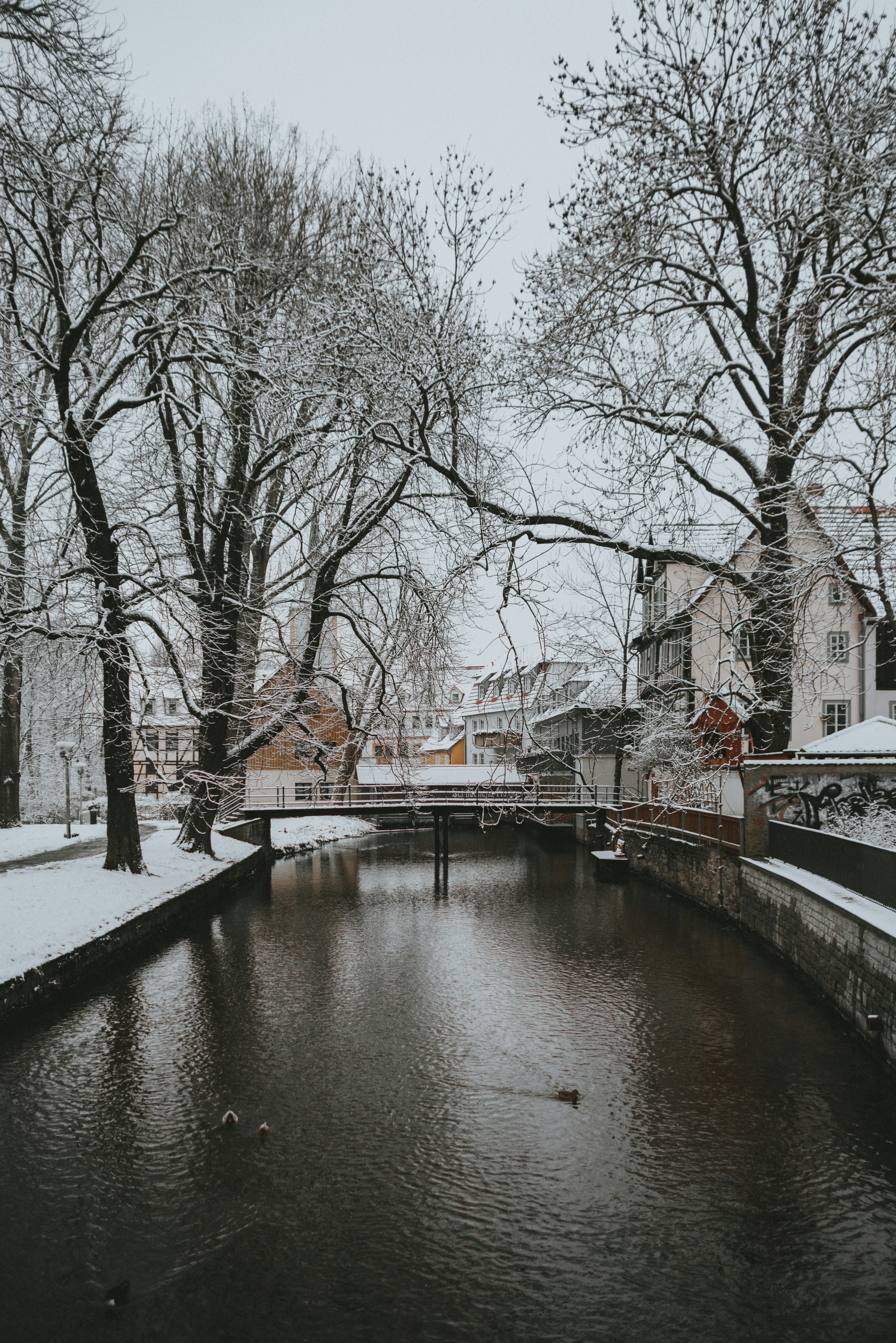 Snow-covered trees line a tranquil canal with distant houses under a gray sky.