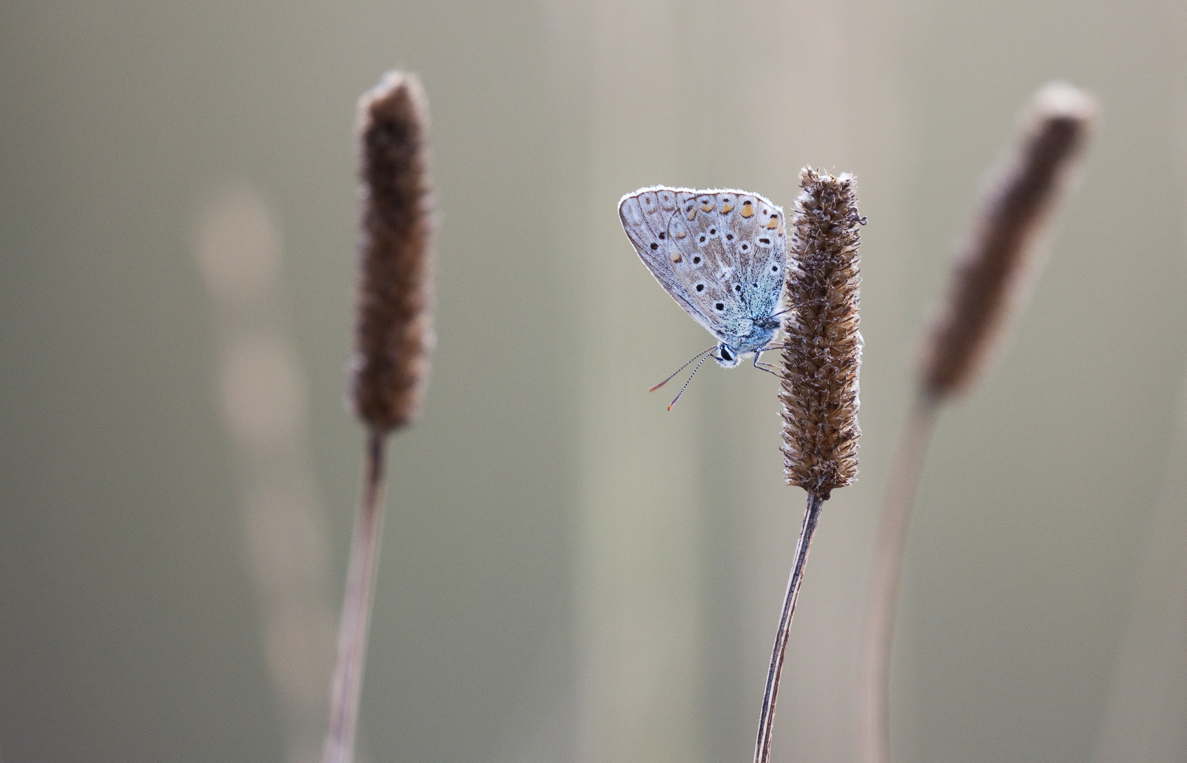 Butterfly photo shot on Canon EOS R