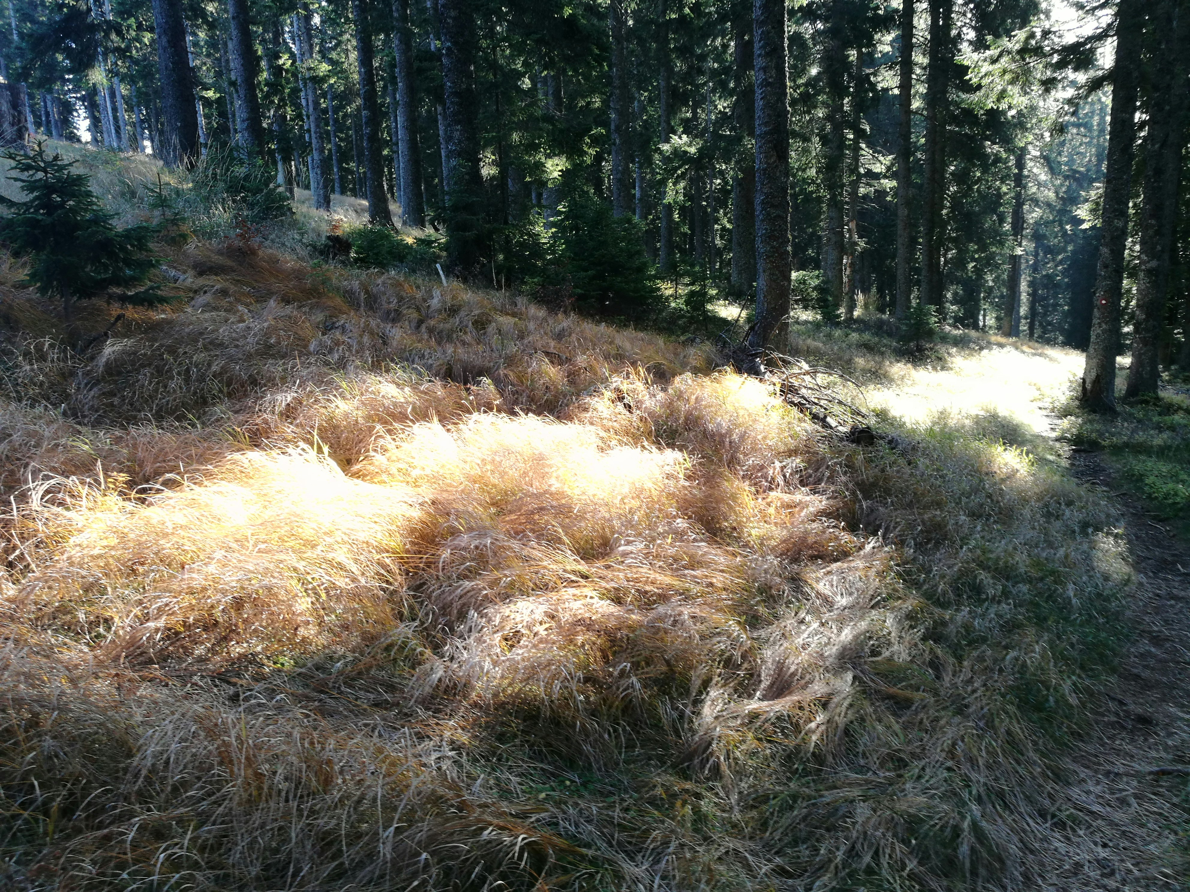 Medena Rosa (@daisy66) | Unsplash Photo Community