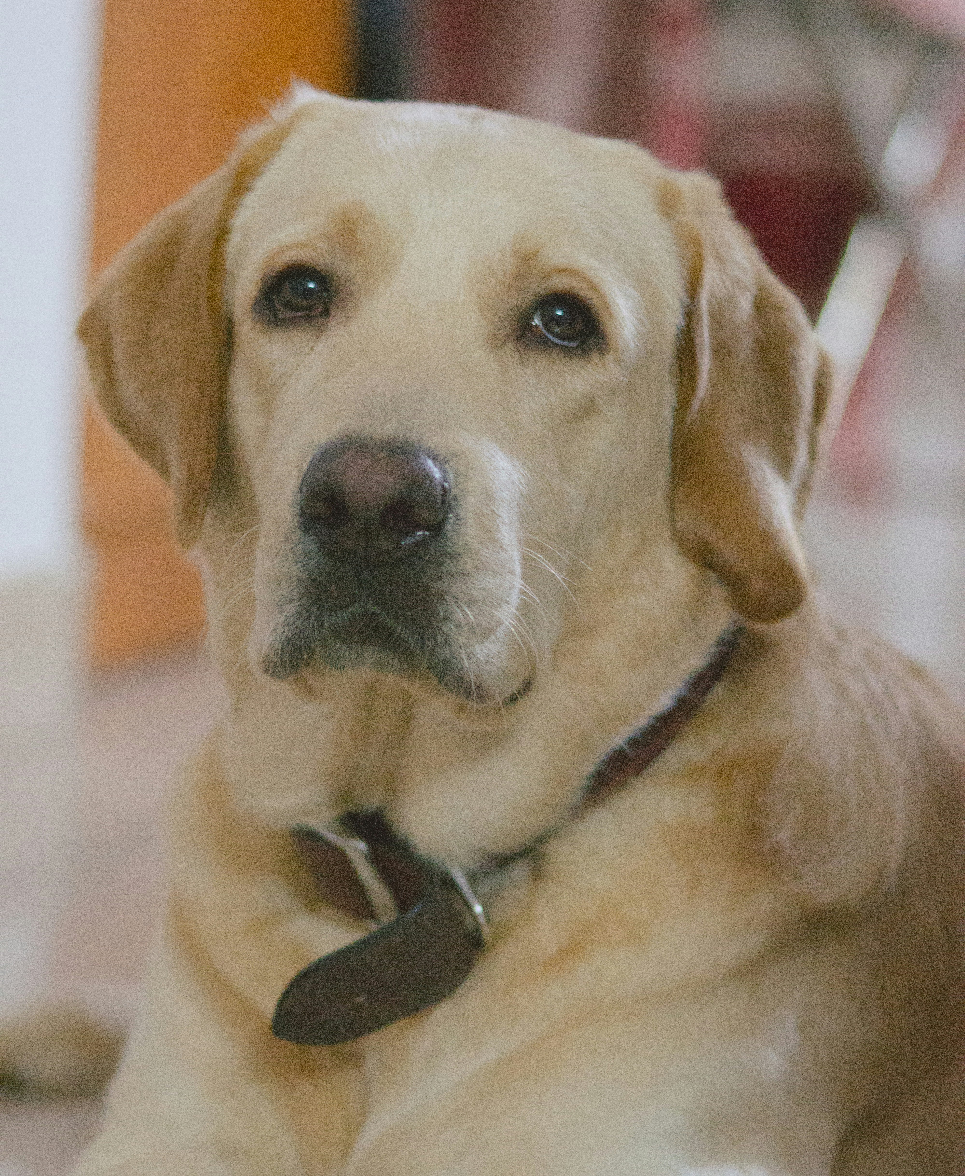 Adult yellow Labrador retriever with collar lying on floor photo – Free ...