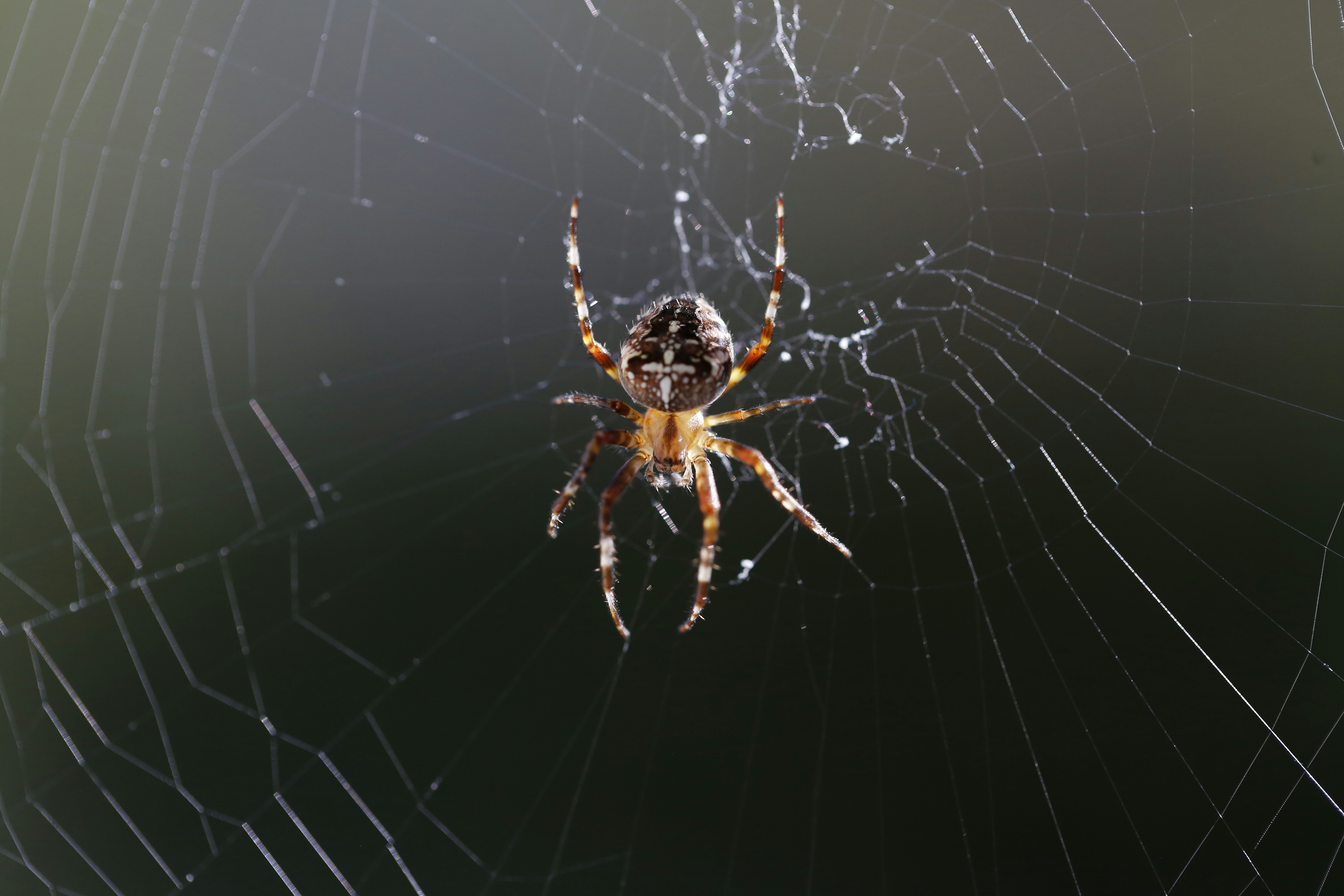 Mid-Web Sentinel: A Lone Orb-Weaver Suspended in a Quiet Trap