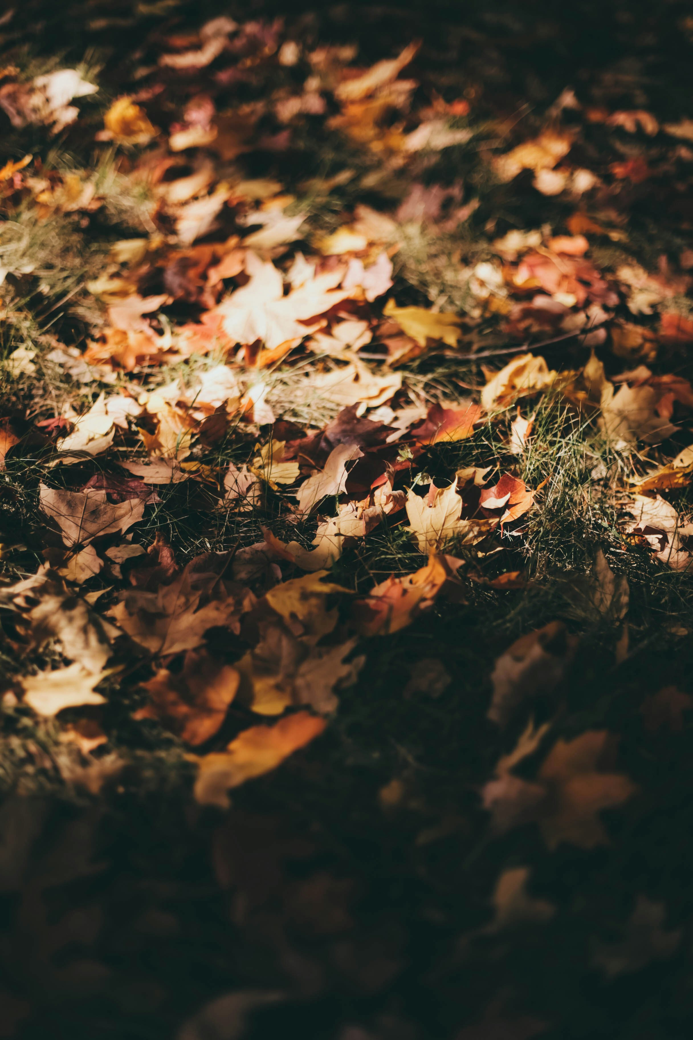 Whispers of Autumn: A Tapestry of Fallen Leaves