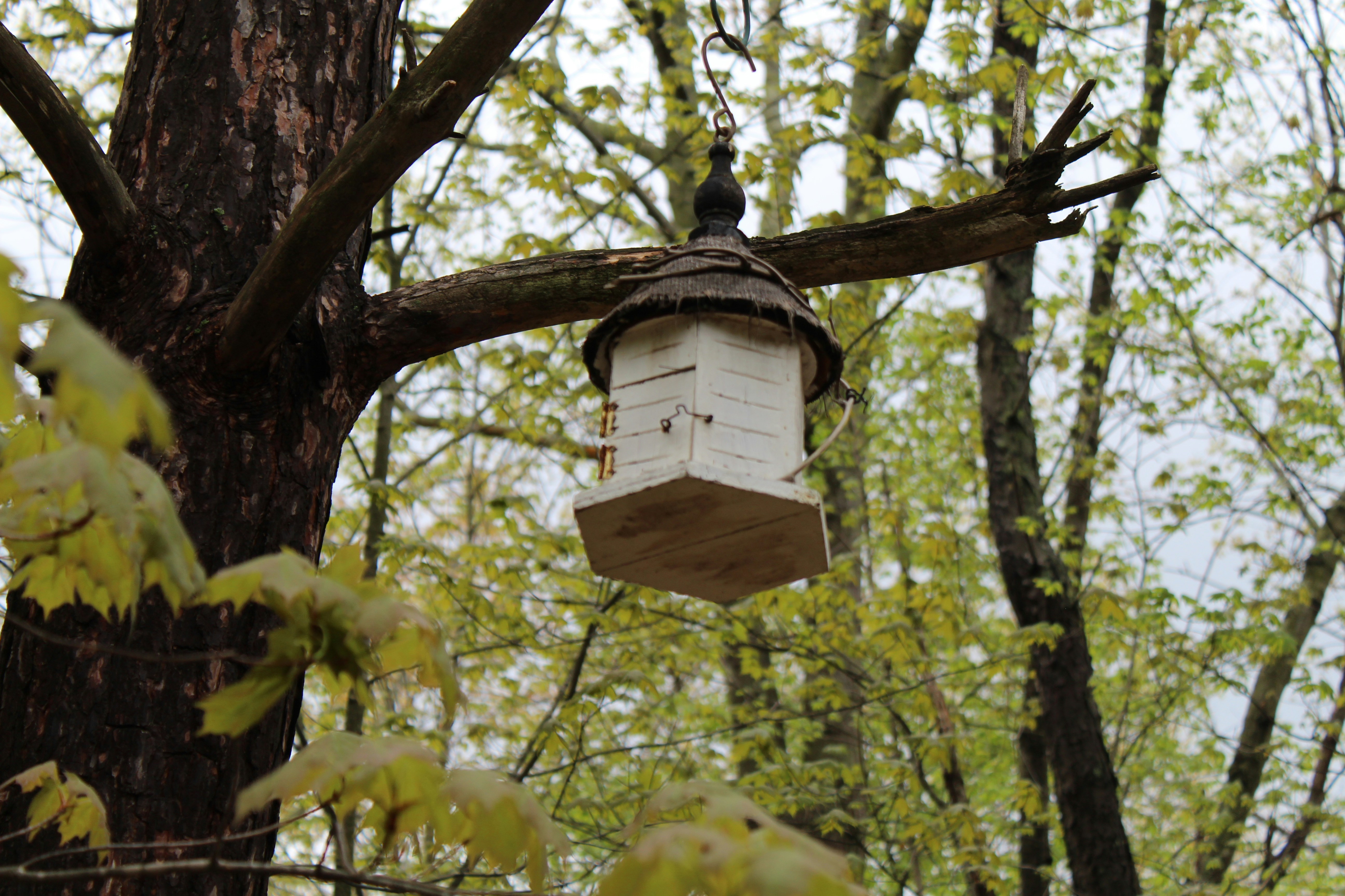 A charming wooden birdhouse hangs from a tree branch, surrounded by vibrant green leaves in a serene forest setting.