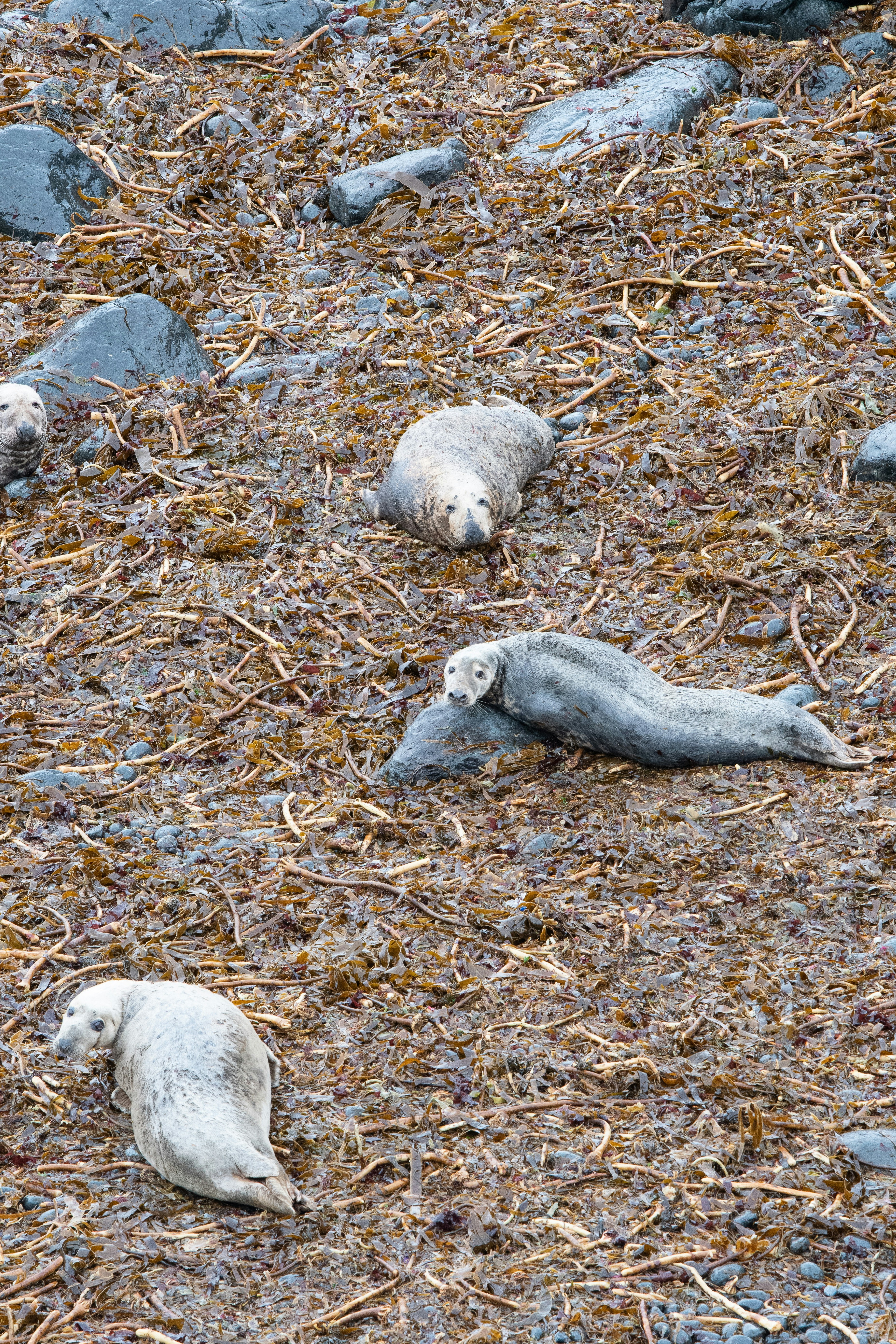 Harbor Seal Pups Resting Among Seaweed on a Pebble-Strewn Shore