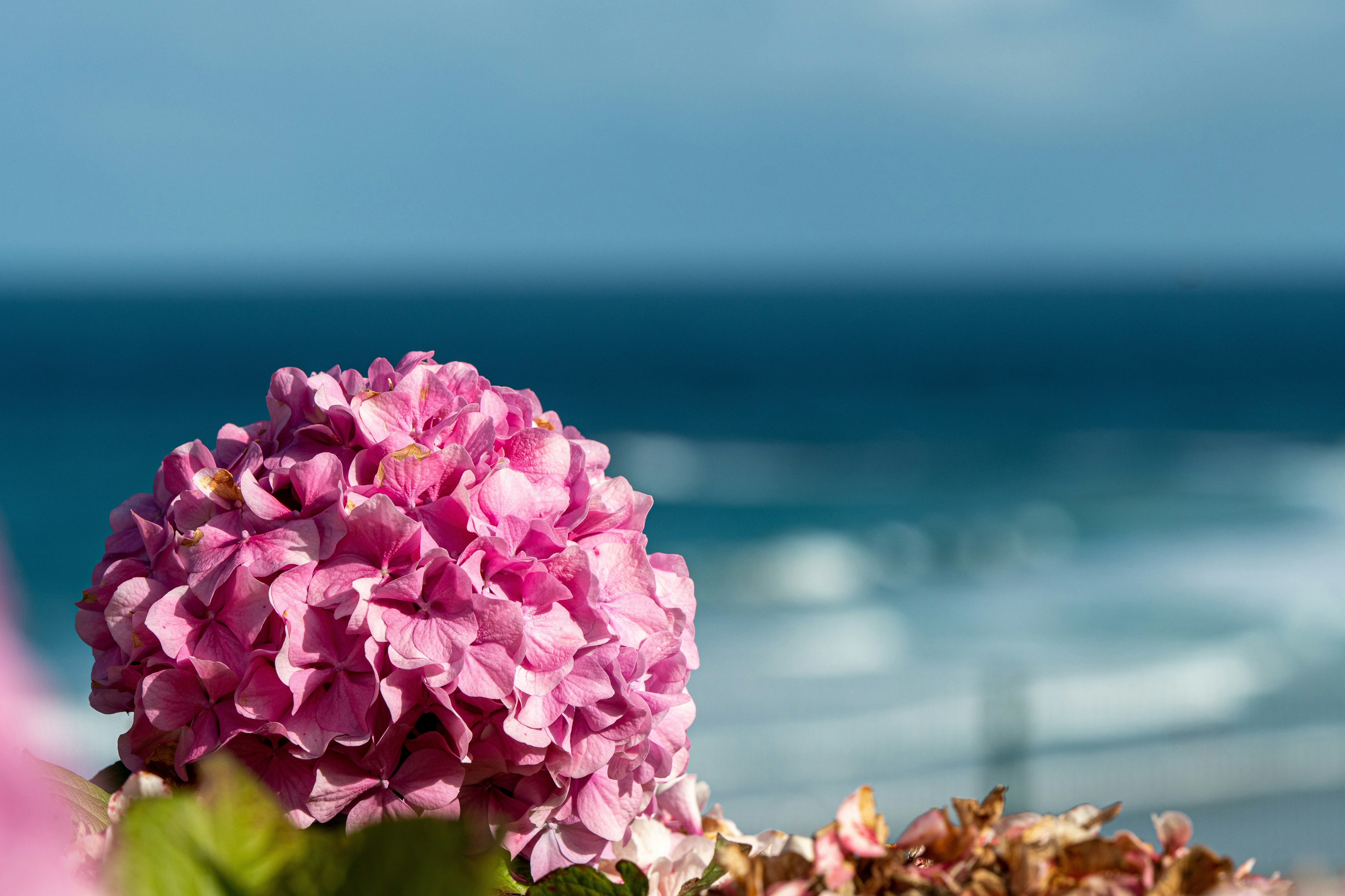 A pink hydrangea with the sea behind it.