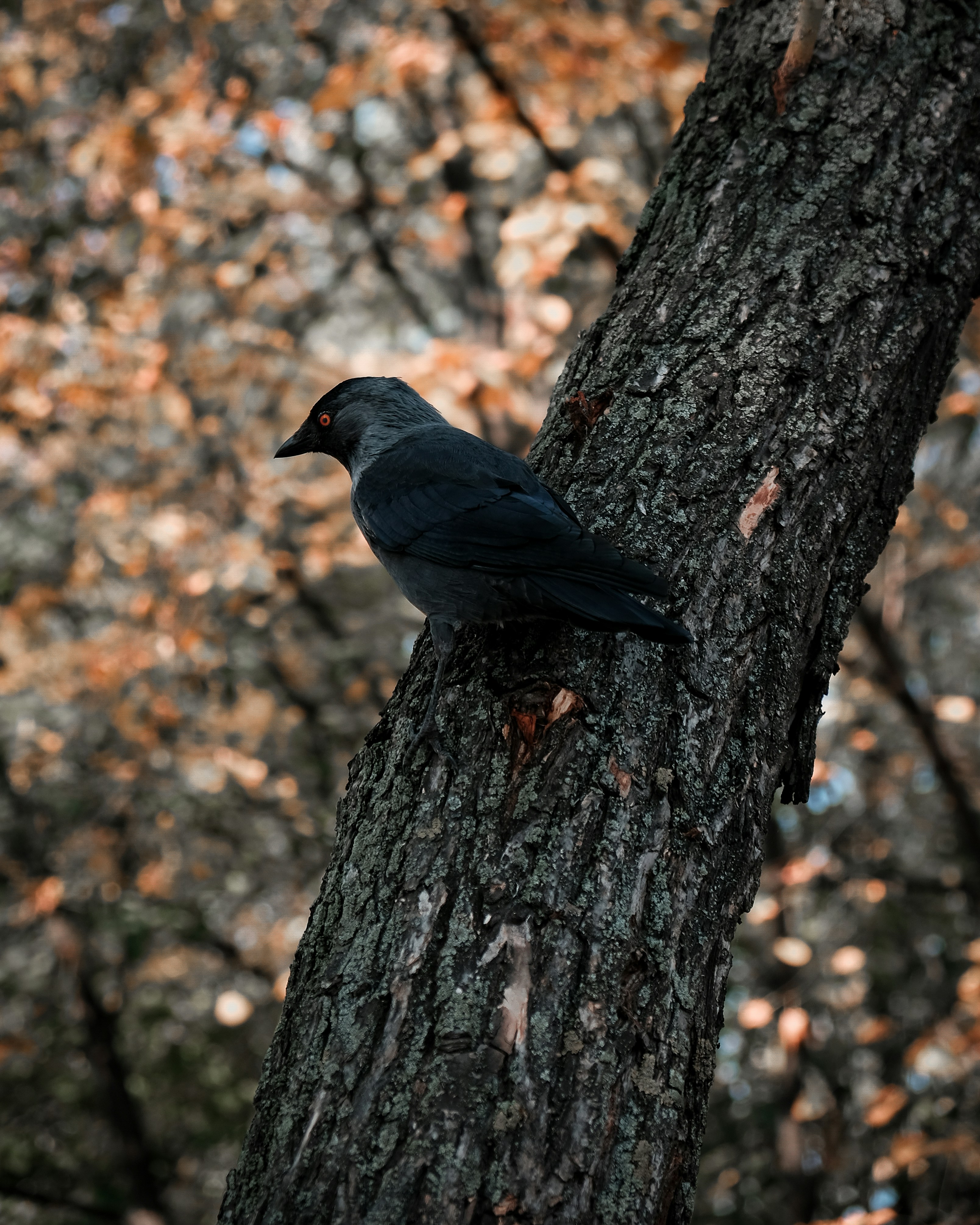 Photo of black bird on tree branch photo – Free Bird Image on Unsplash