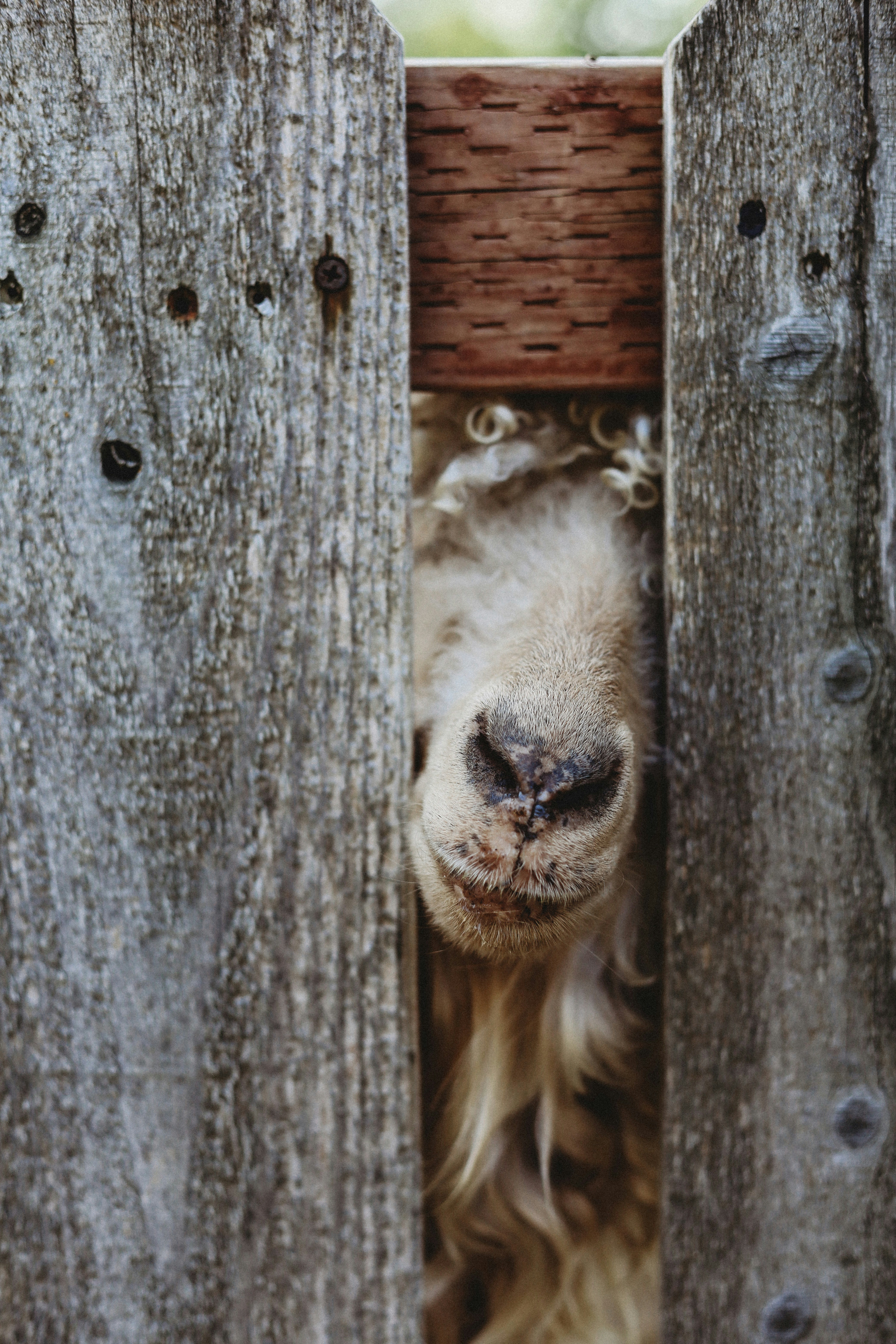 Between Weathered Slats, a Sheep's Nose Bridges the Gap
