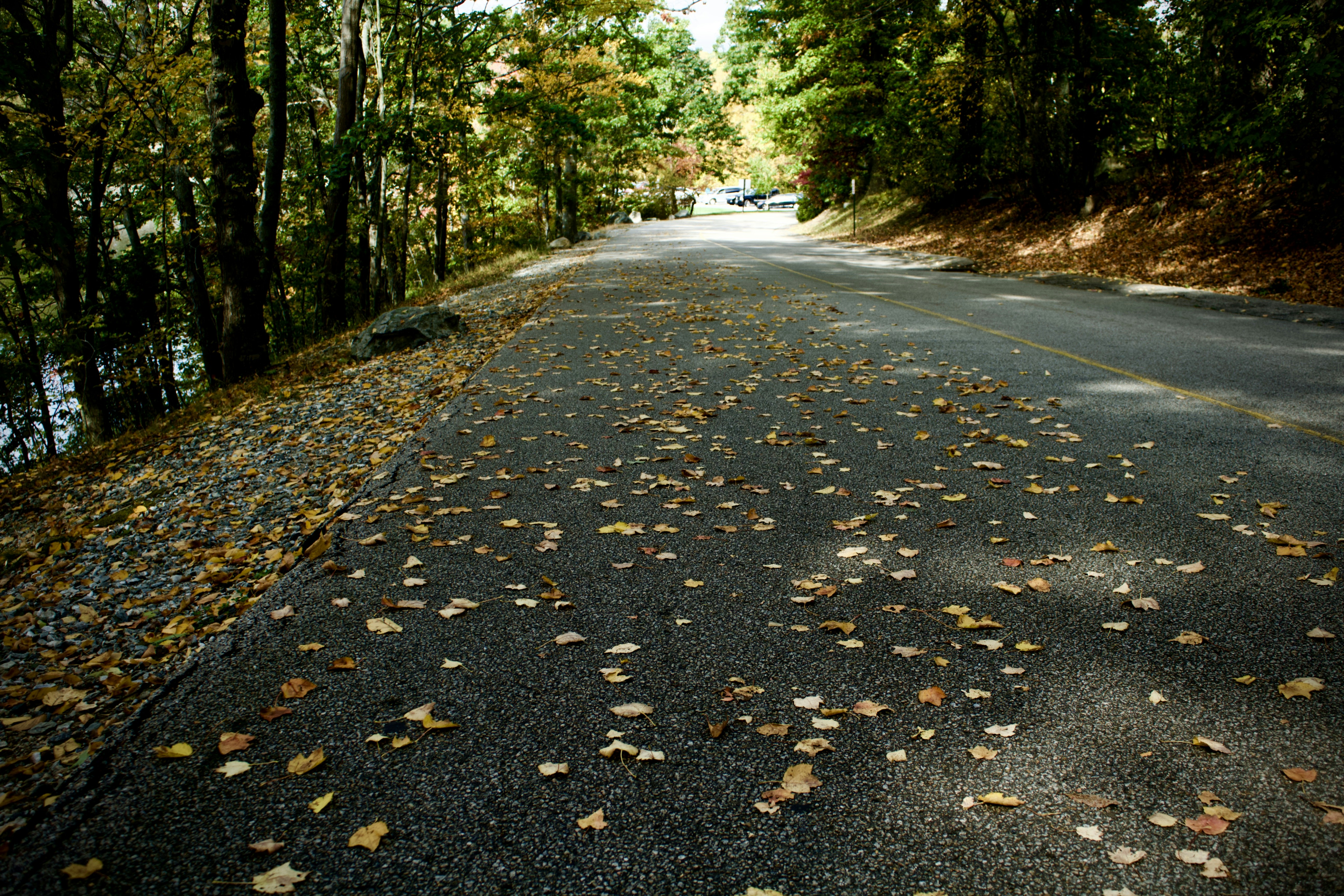 A serene road blanketed in fallen leaves, framed by trees showcasing autumn hues. The tranquil scene invites a leisurely stroll.