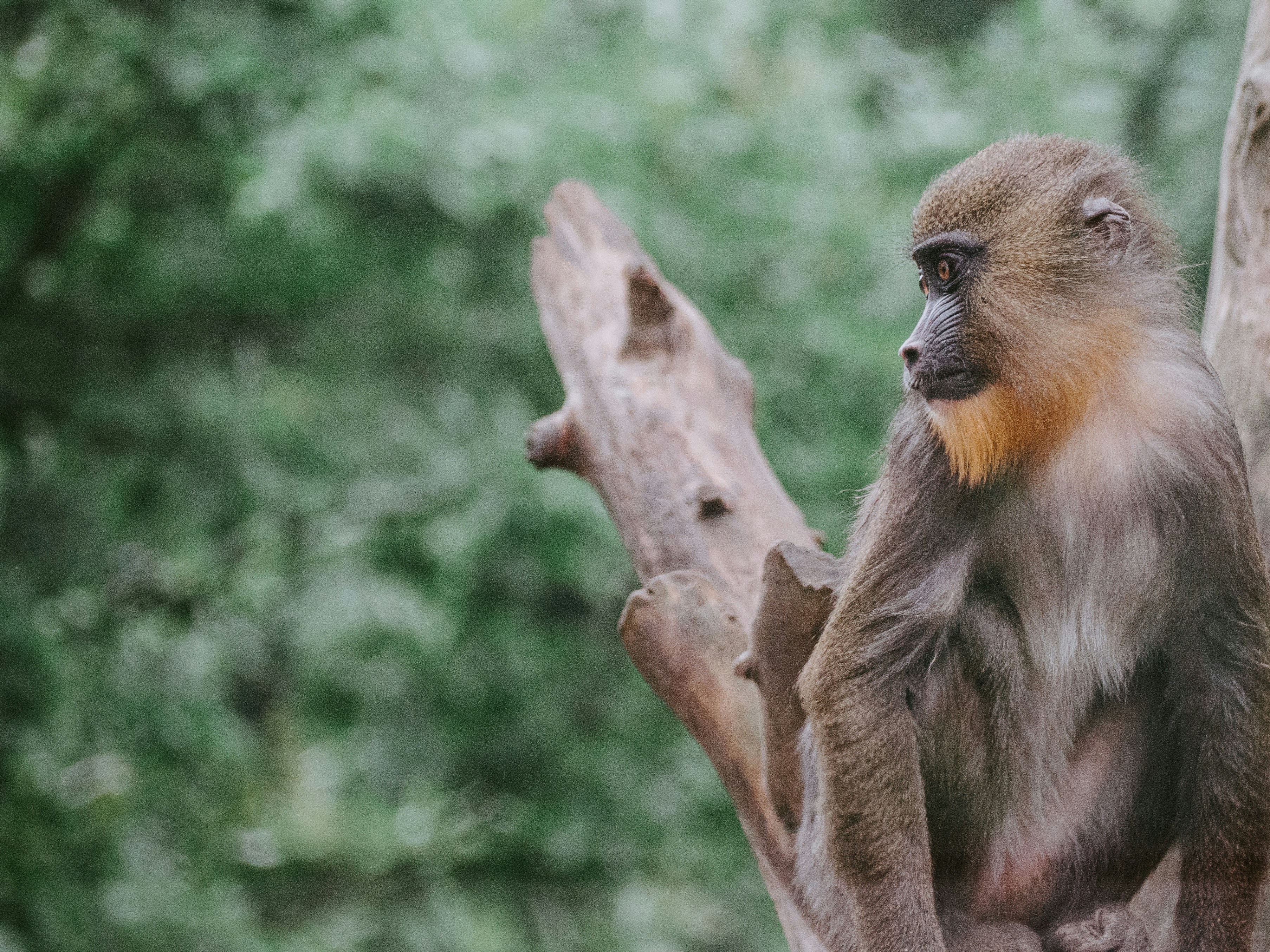 Monkey sitting on a tree branch against a lush green forest backdrop.