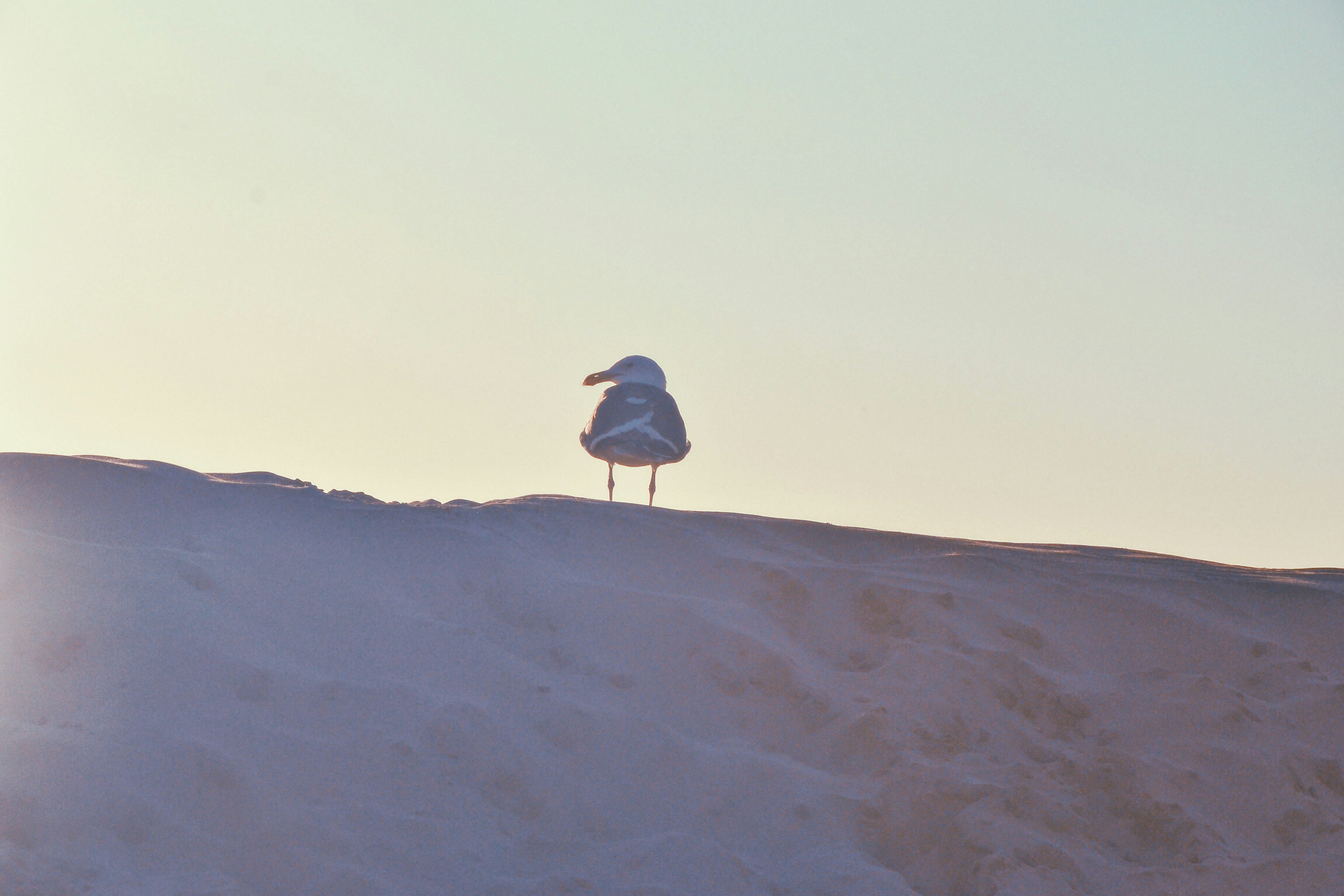 Horizon Sentinel: A Seabird Perched Above a Wind-Swept Dune at Dusk