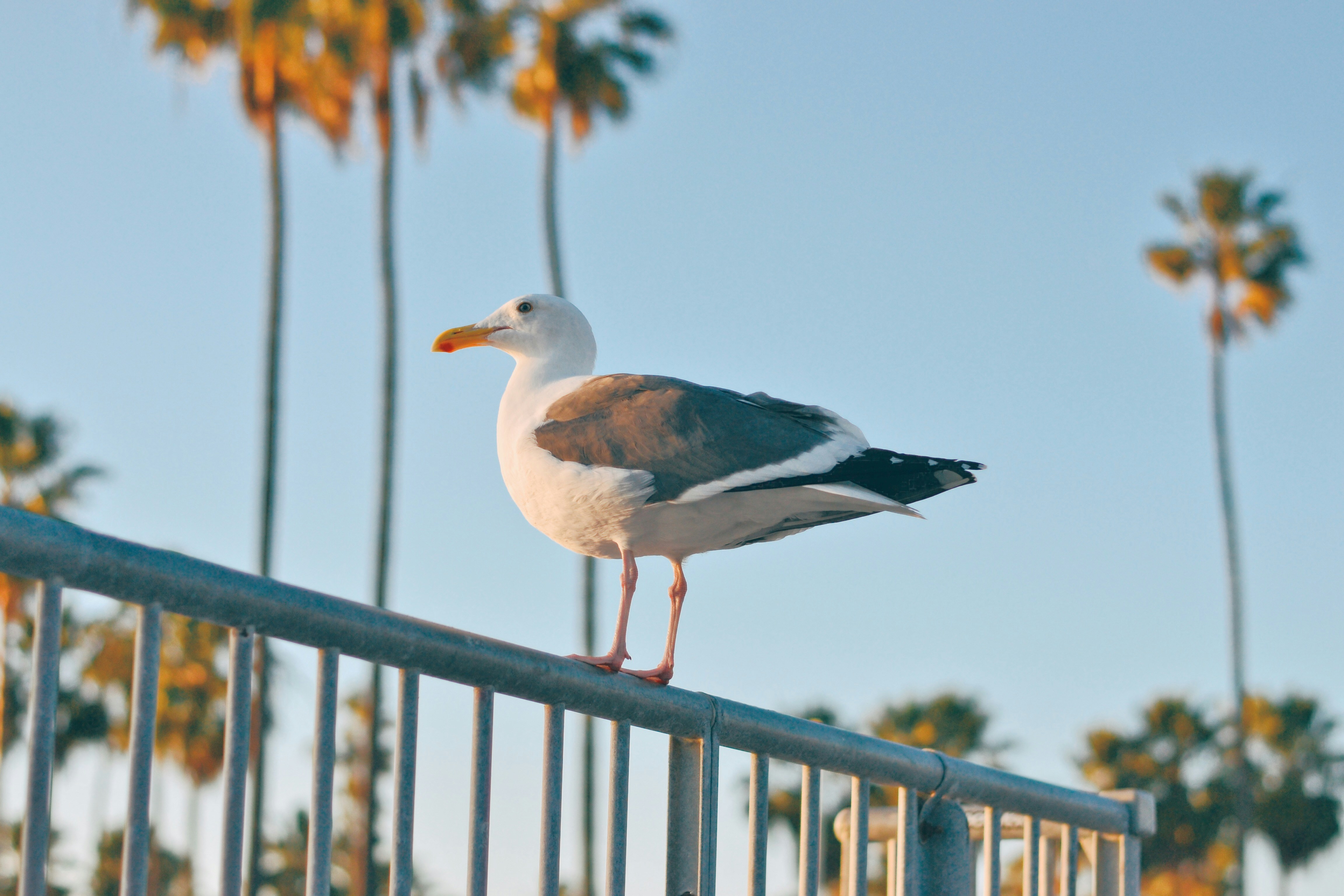 A loneny seagull at Venice Beach 
