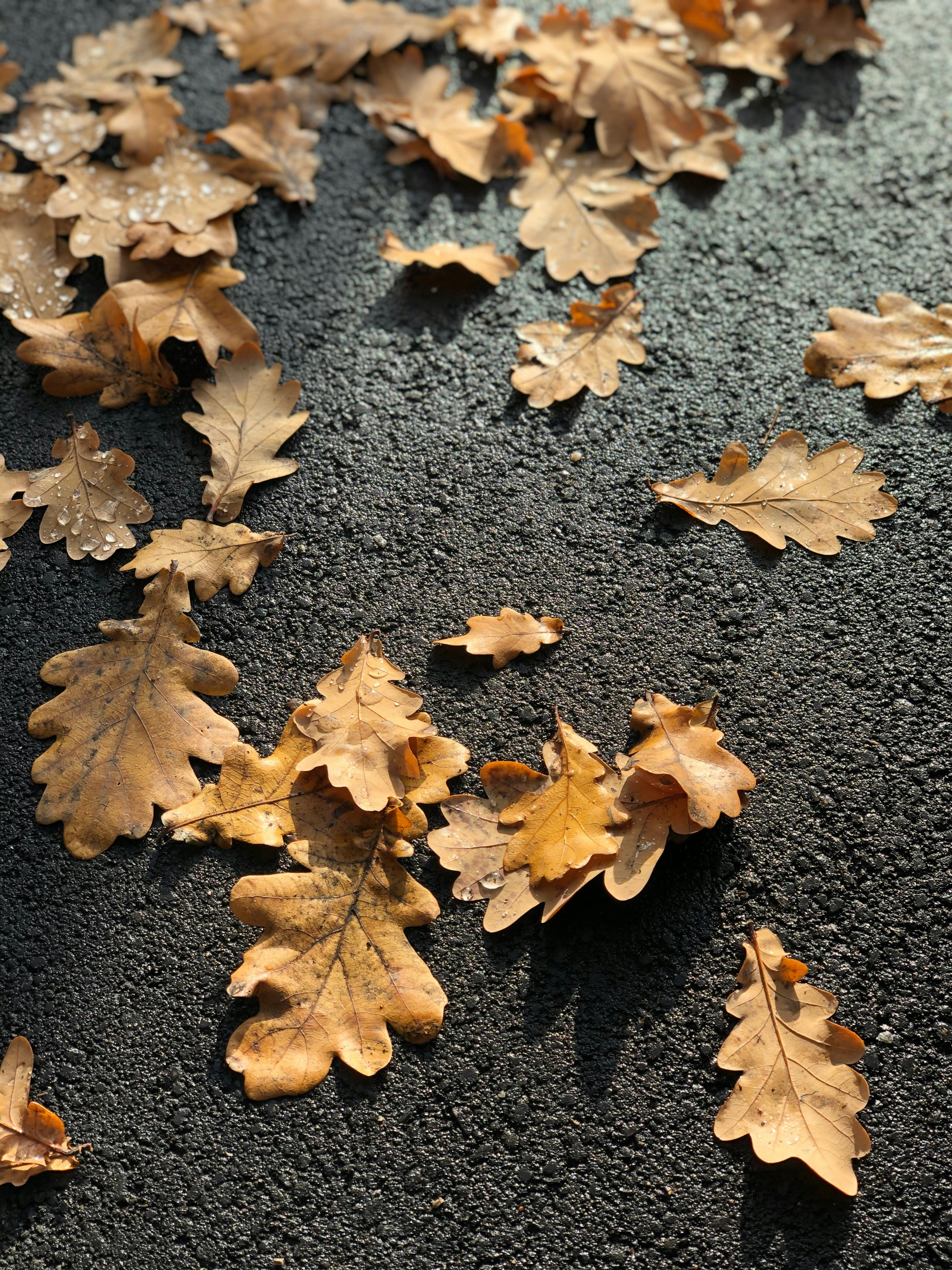 Scattered oak leaves with droplets resting on a dark asphalt surface, showcasing the beauty of autumn's transition.