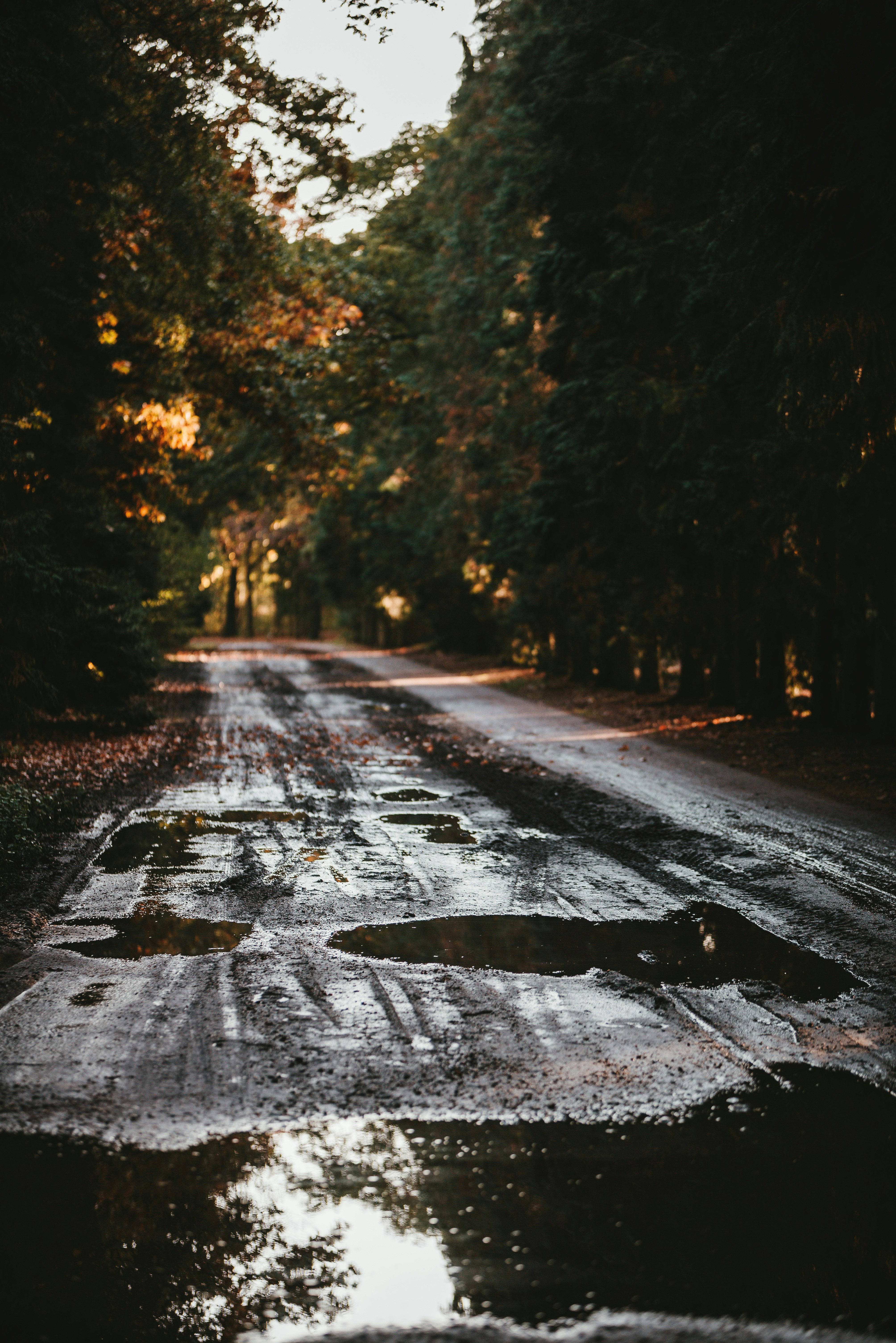 Puddled Road Through Dusk-Wedged Forest