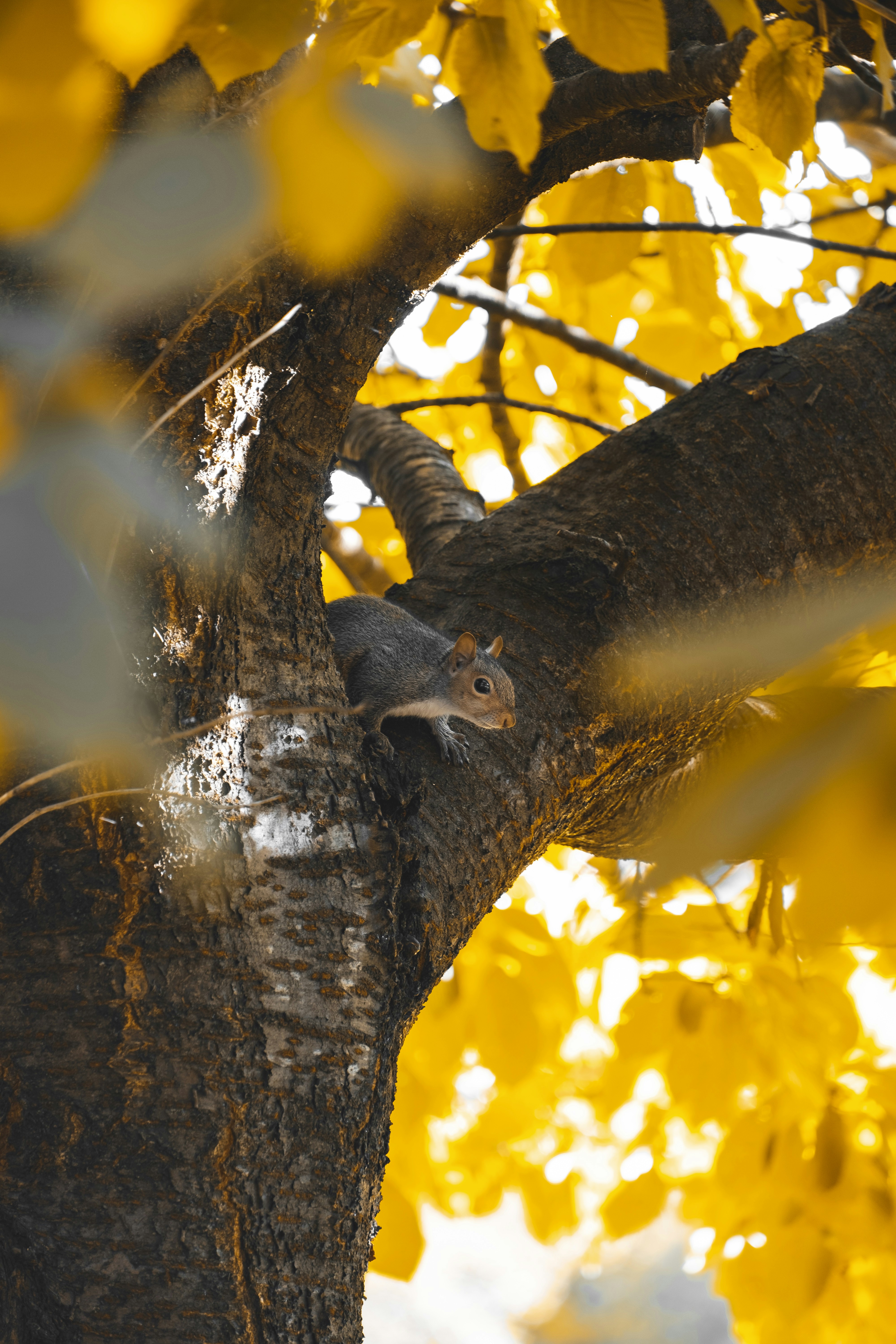 Squirrel Ranger: A Quiet Moment in Autumn Light