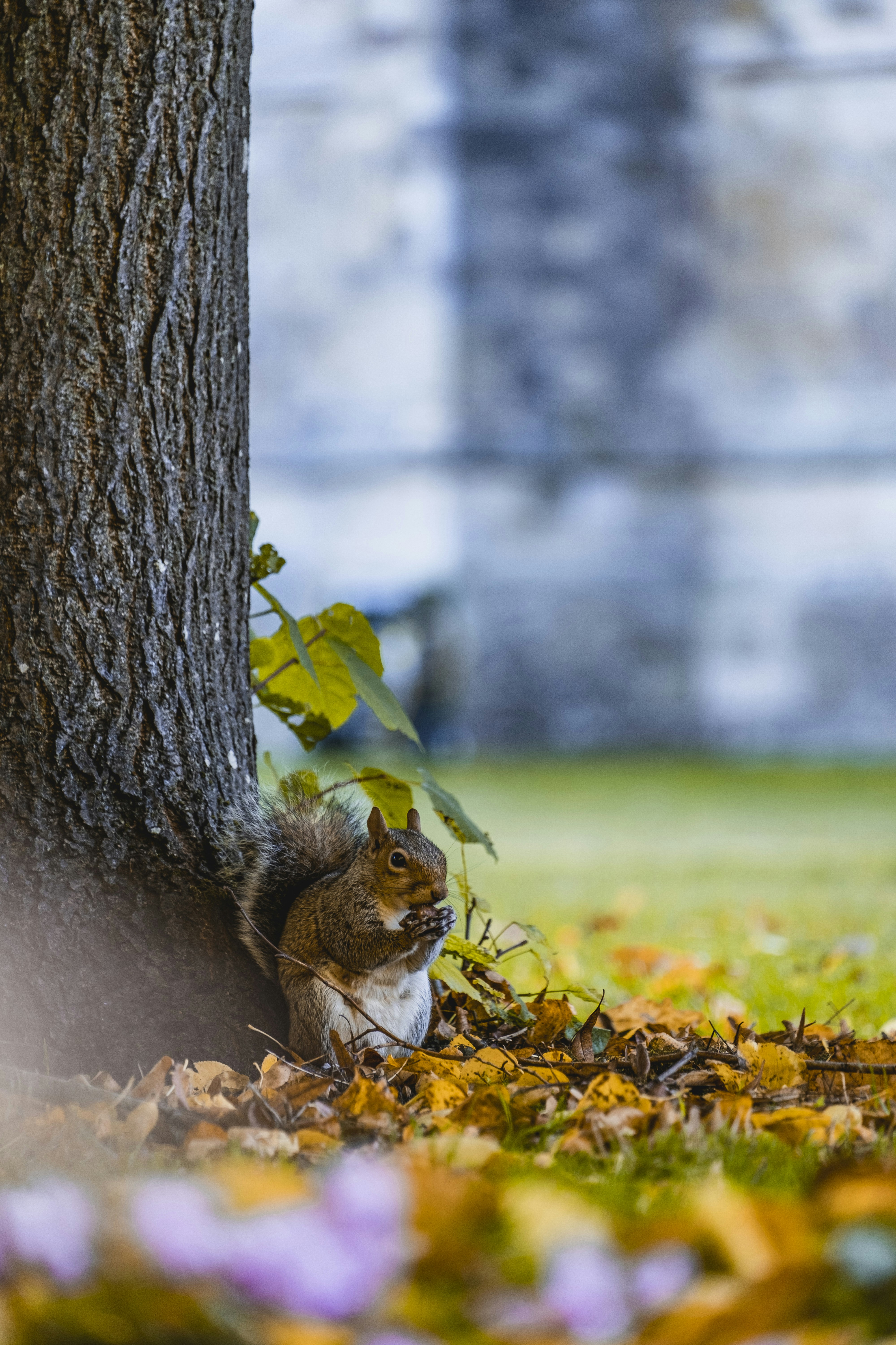 Autumn Pause: Squirrel at the Tree Trunk, Nibbling in the Leaf-Flecked Shade