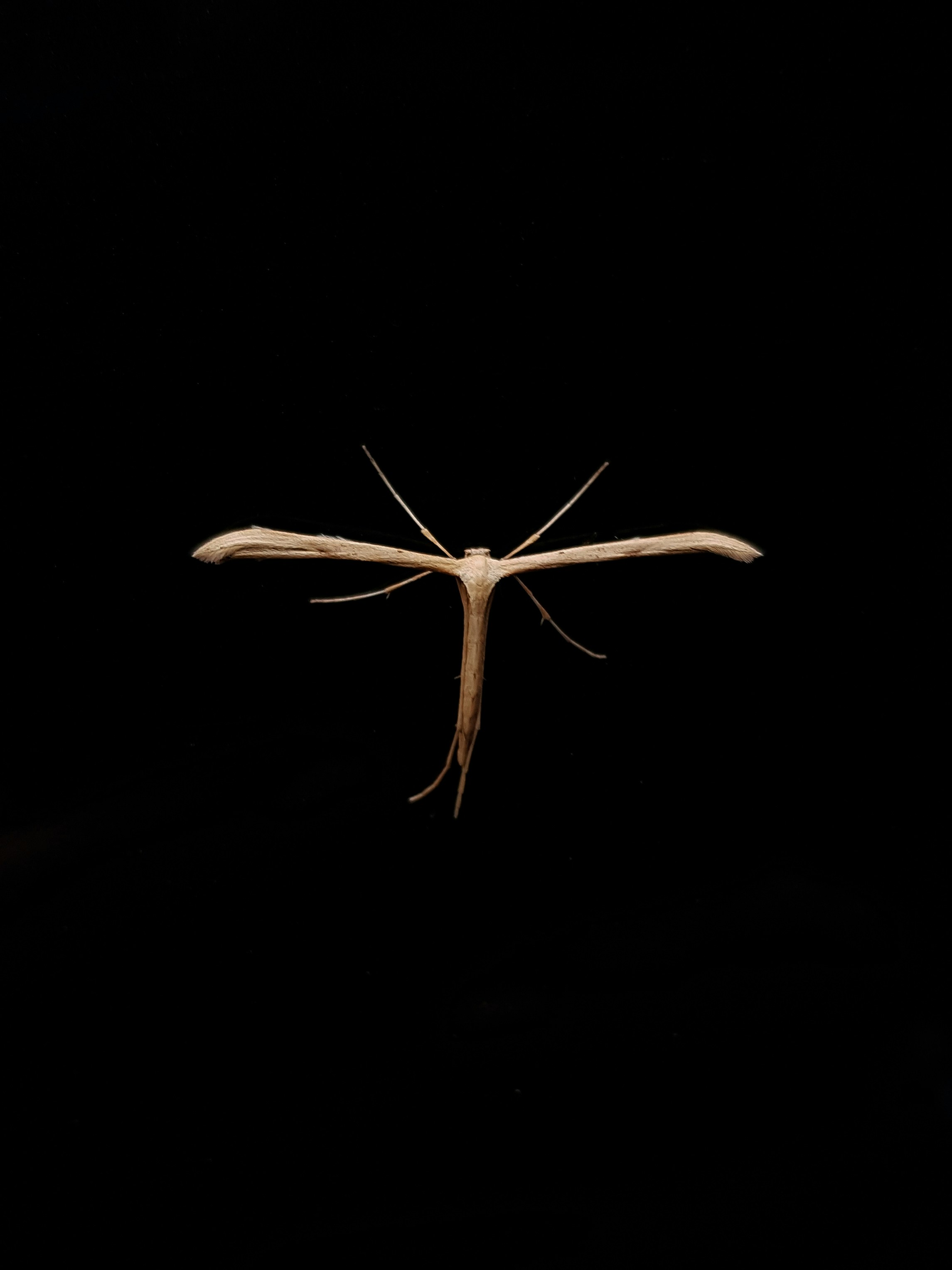 A delicate moth with outstretched wings, captured against a stark black background, emphasizing its intricate structure.