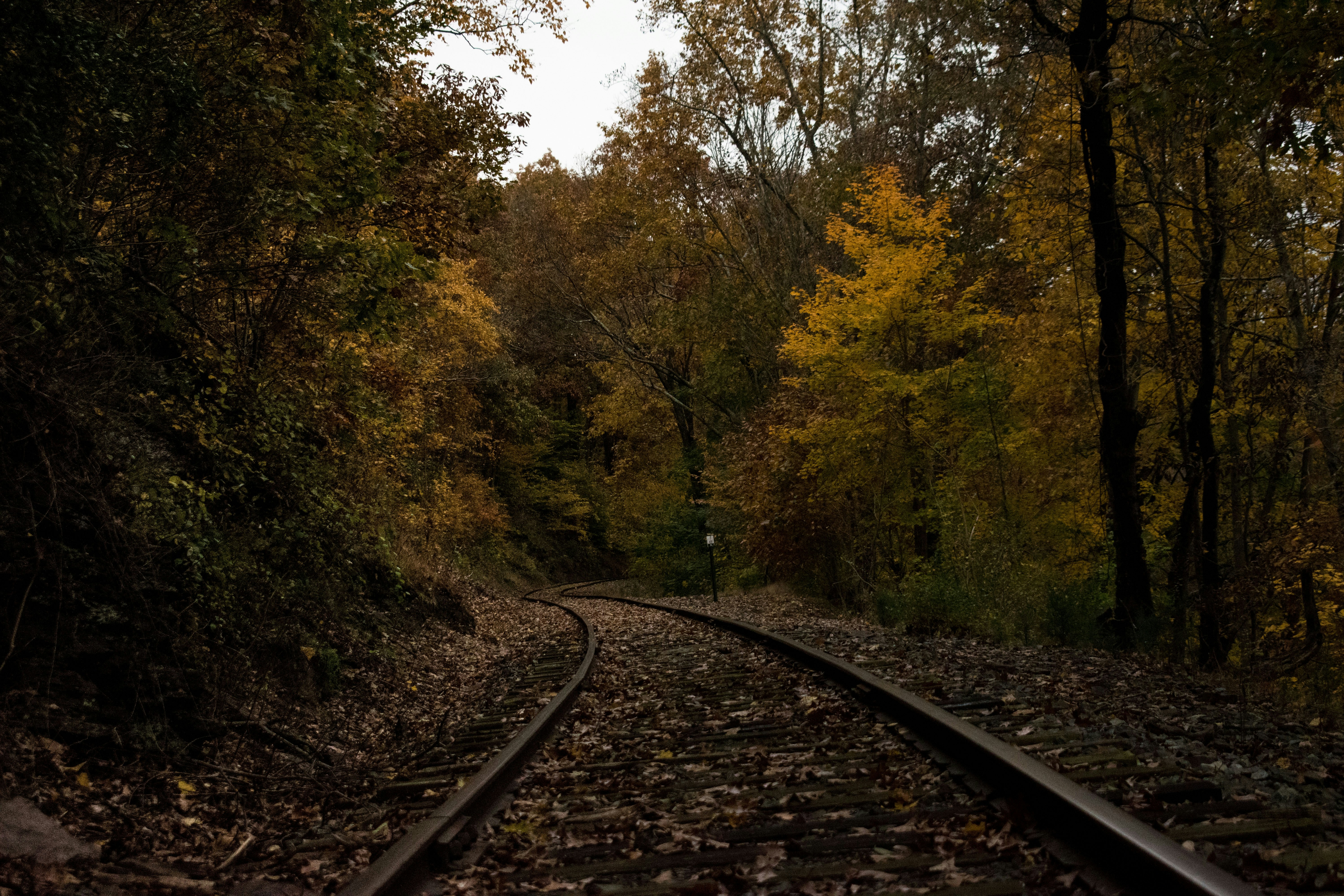 Autumn Rails Through the Forest