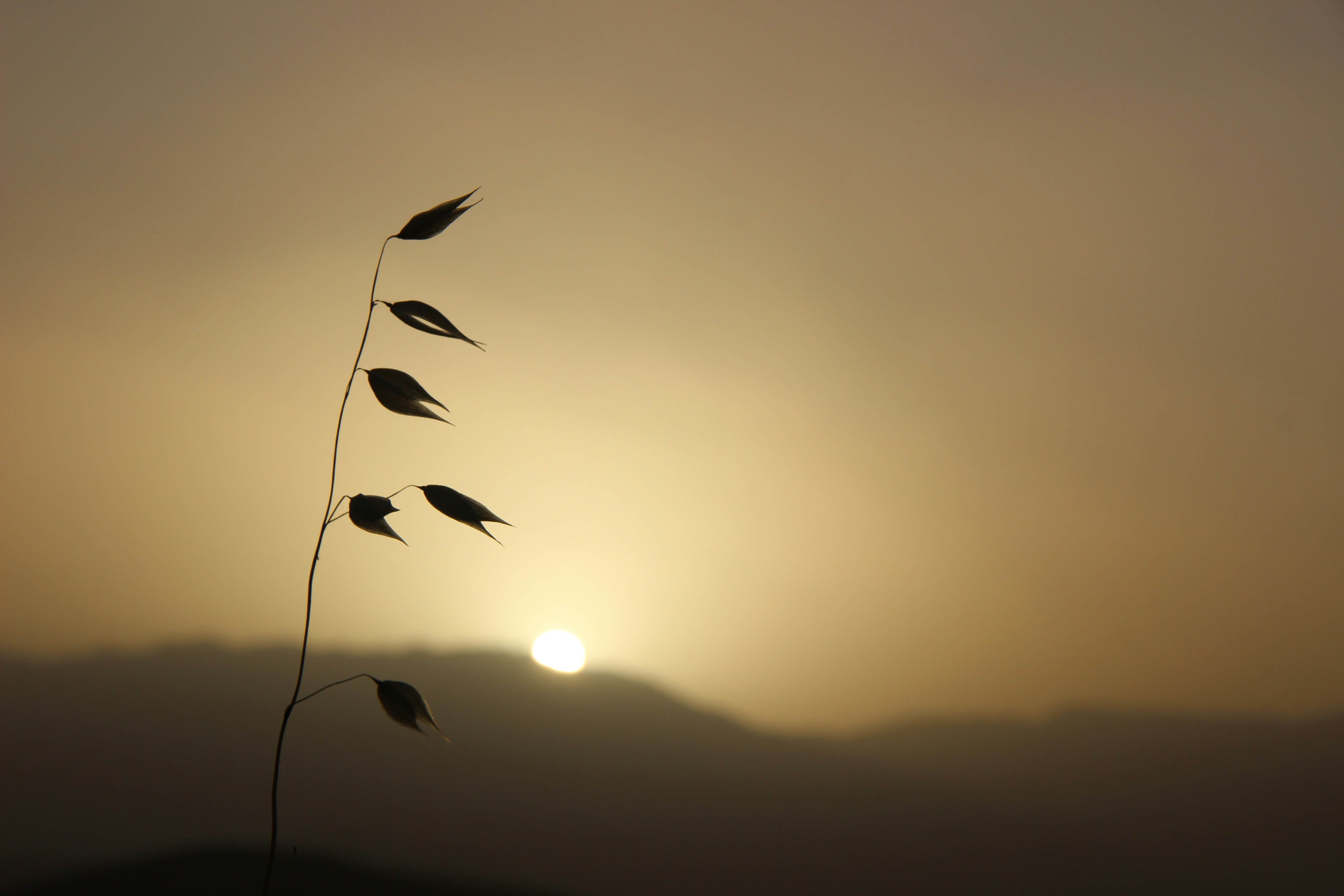 Silhouette of a plant against a soft, glowing sunset horizon.